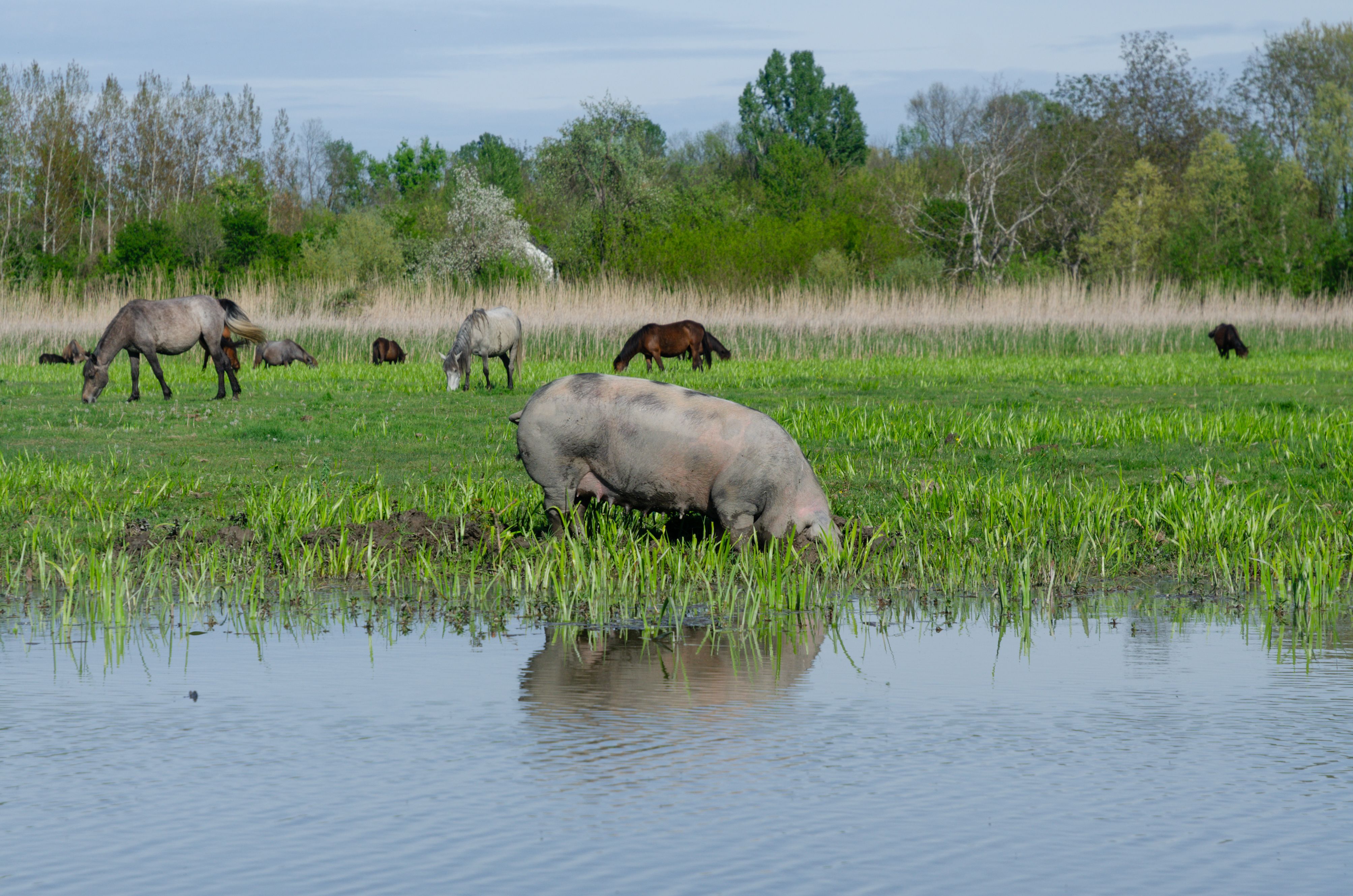 Grazing Animals in Zasavica Wetlands, Serbia · Free Stock Photo