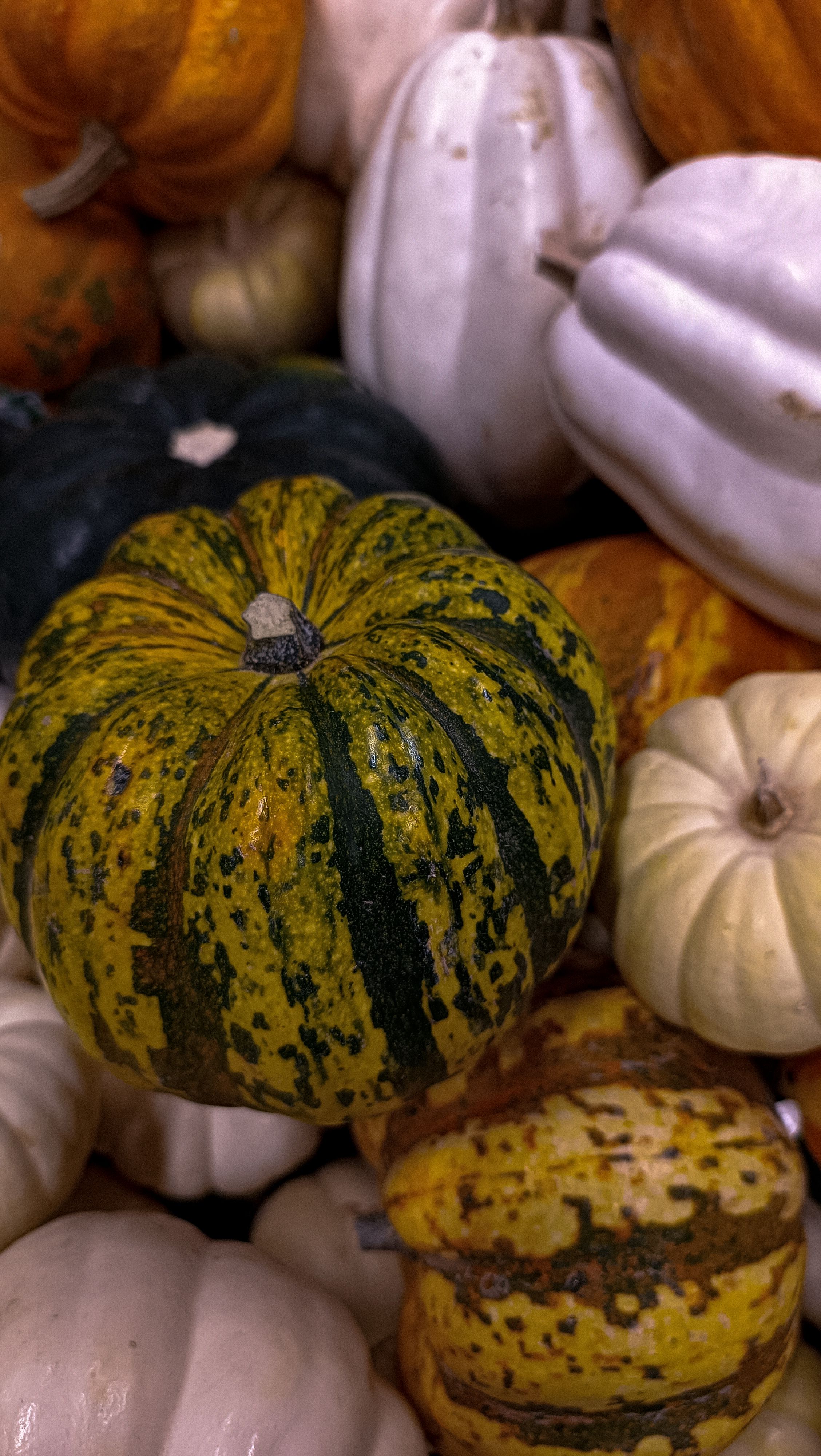 Vibrant Mixed Pumpkins and Gourds for Autumn · Free Stock Photo