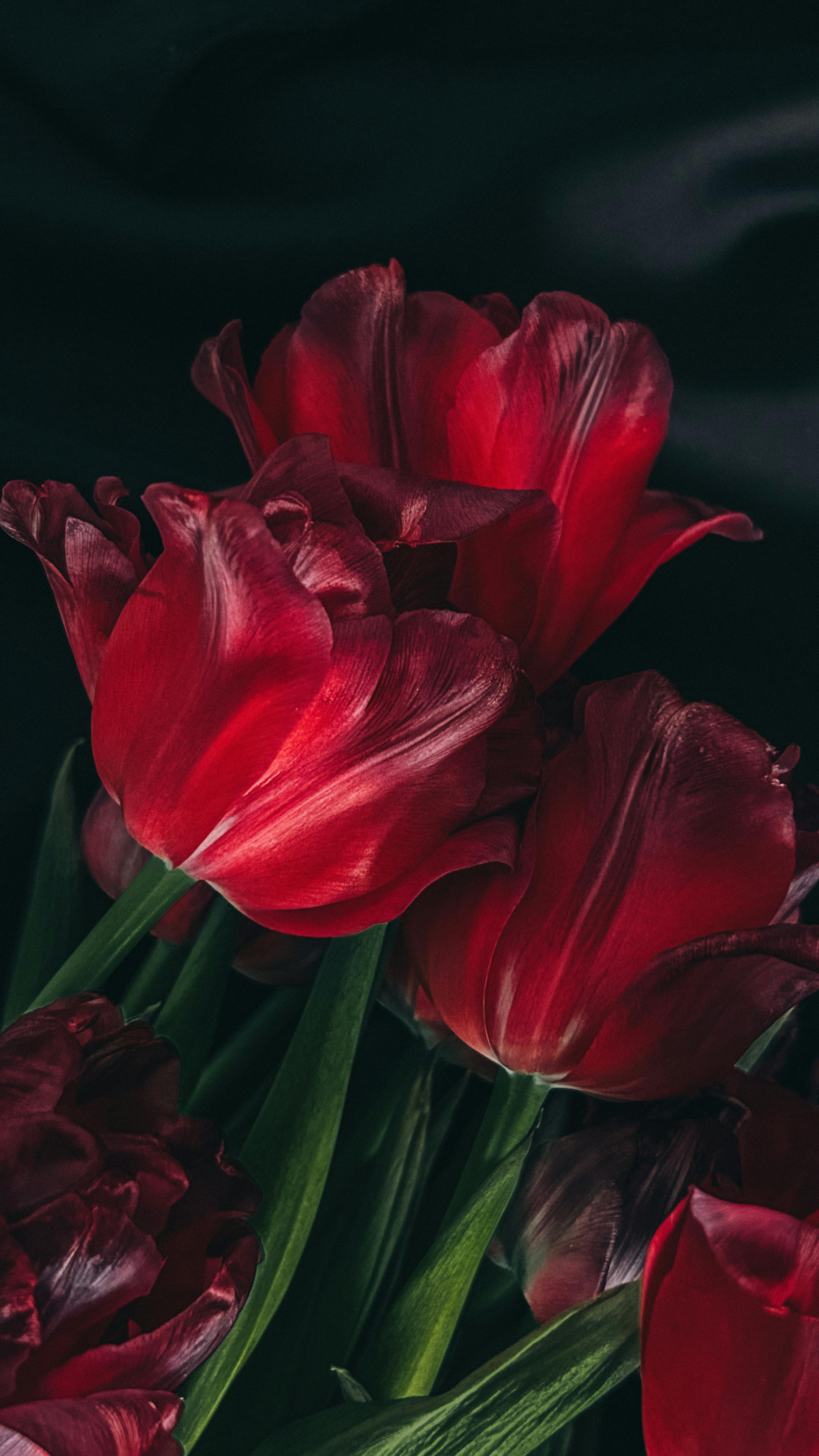 Deep Red Flowers Photos, Download The BEST Free Deep Red Flowers Stock ...