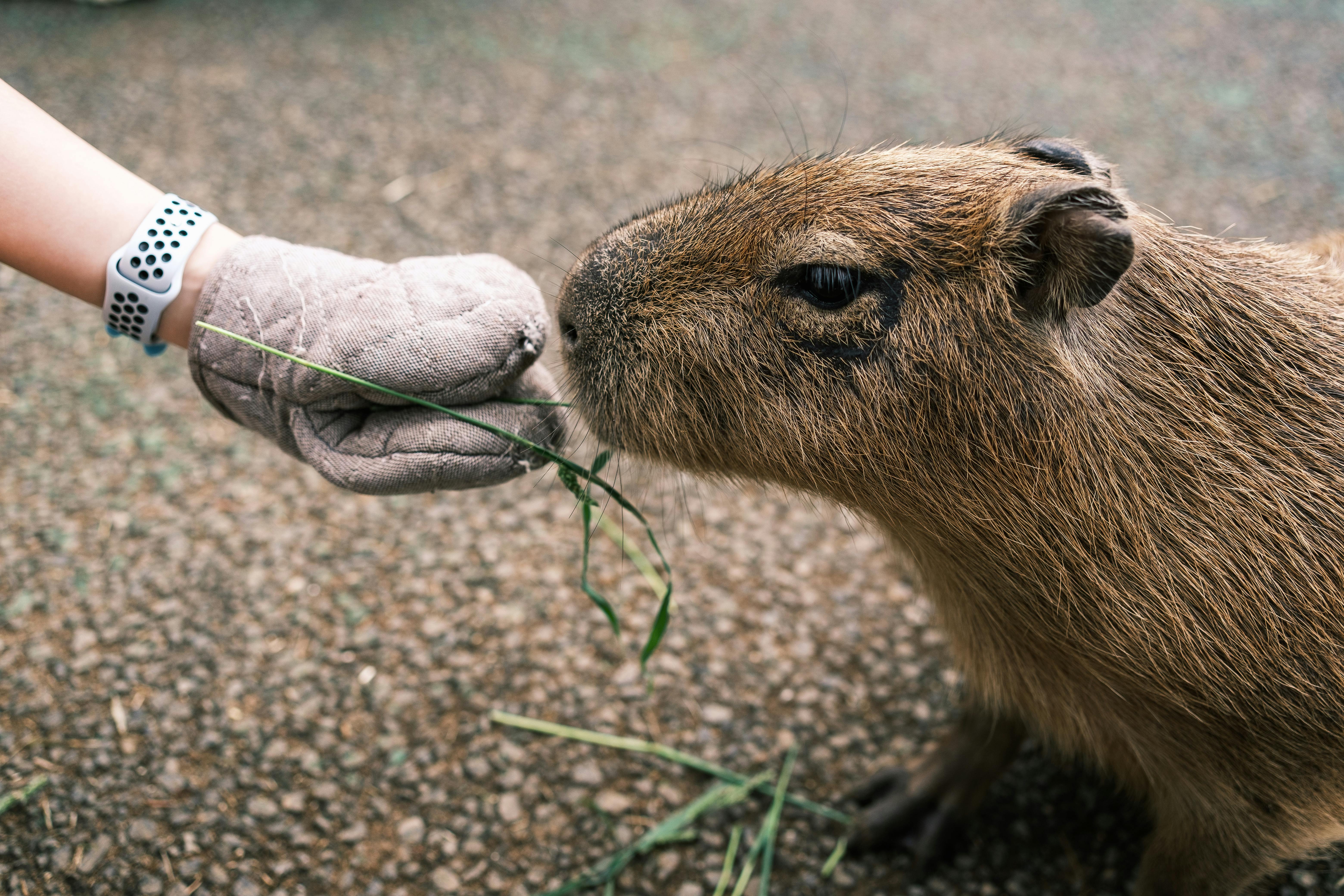 Capybara Feeding Interaction with Human Hand · Free Stock Photo