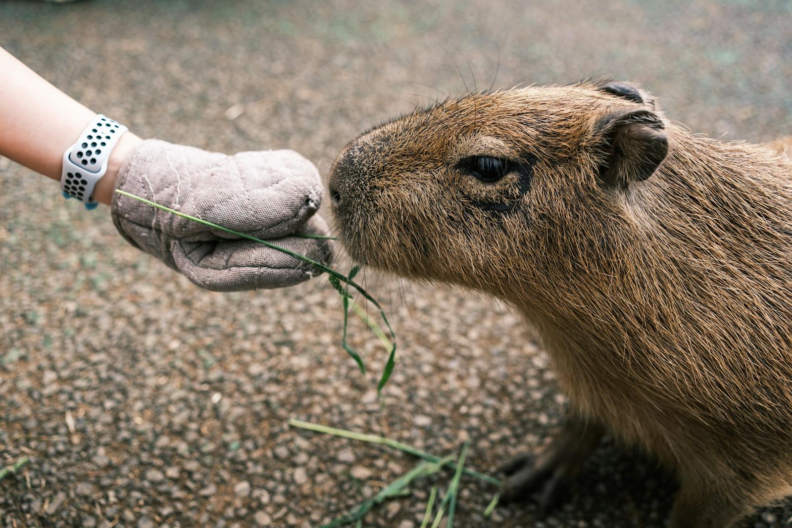 Capybara Face Photos, Download The BEST Free Capybara Face Stock Photos ...