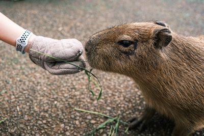 Capybara Face Photos, Download The BEST Free Capybara Face Stock Photos ...