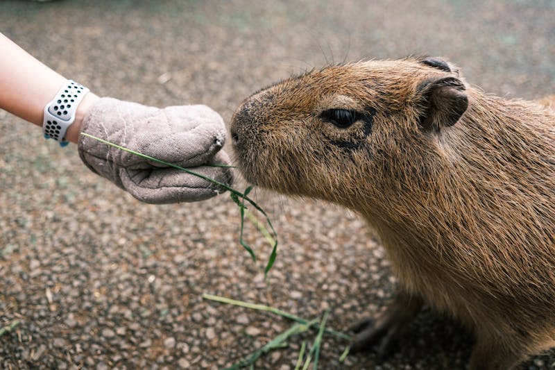 Capybara Face Photos, Download The BEST Free Capybara Face Stock Photos ...