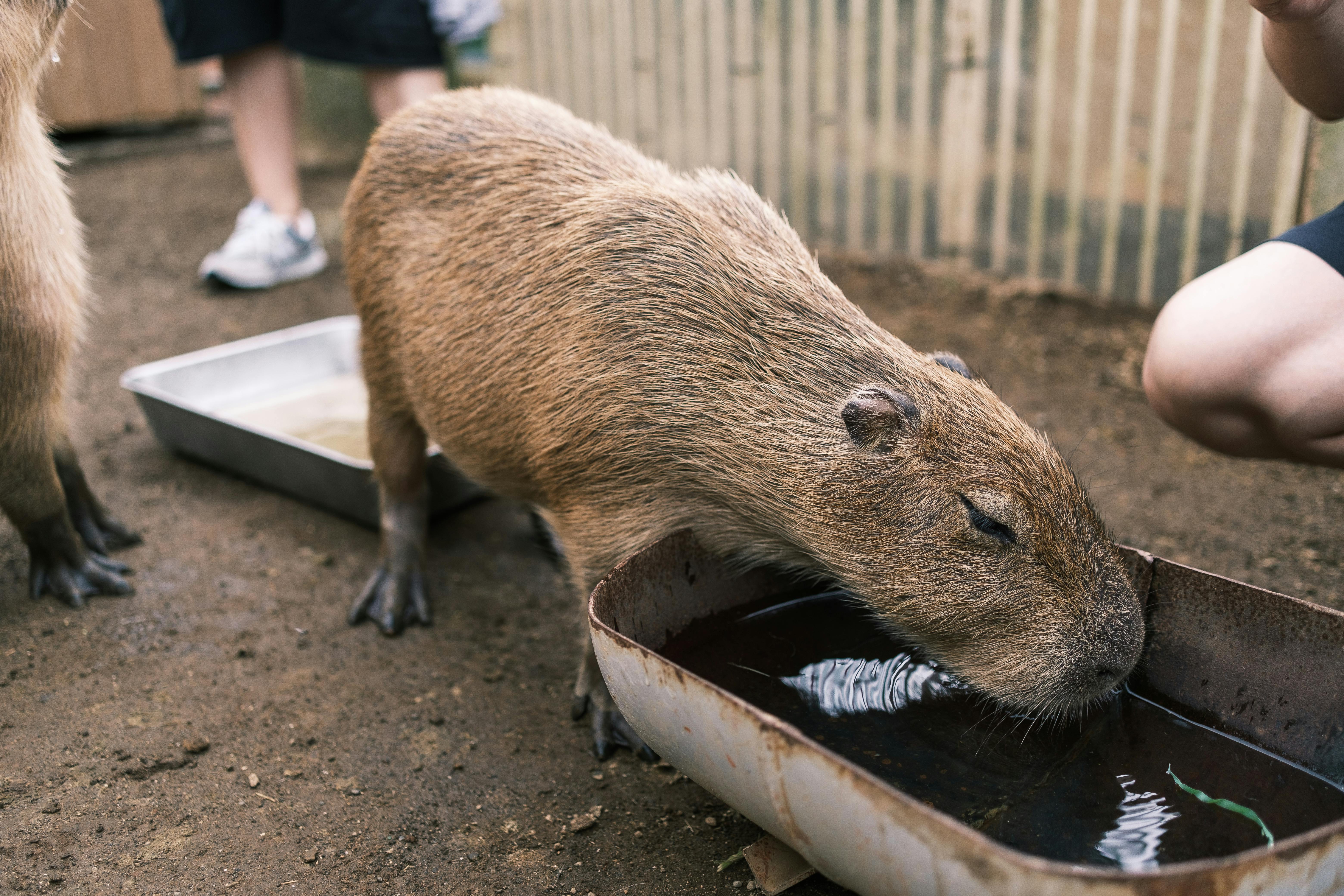 Capybara Drinking Water in Zoo Enclosure · Free Stock Photo