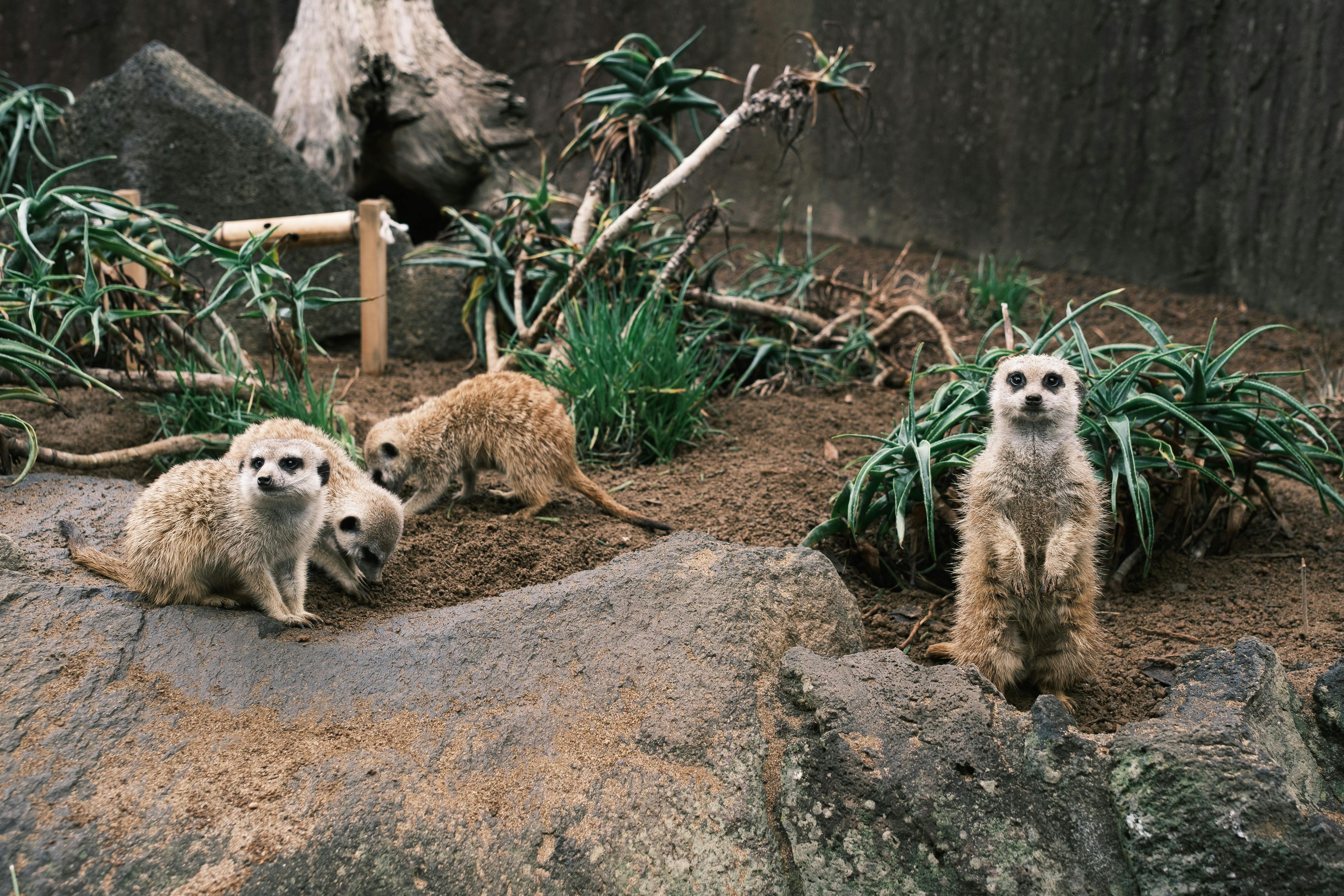 Group of Meerkats in Natural Habitat Setting · Free Stock Photo