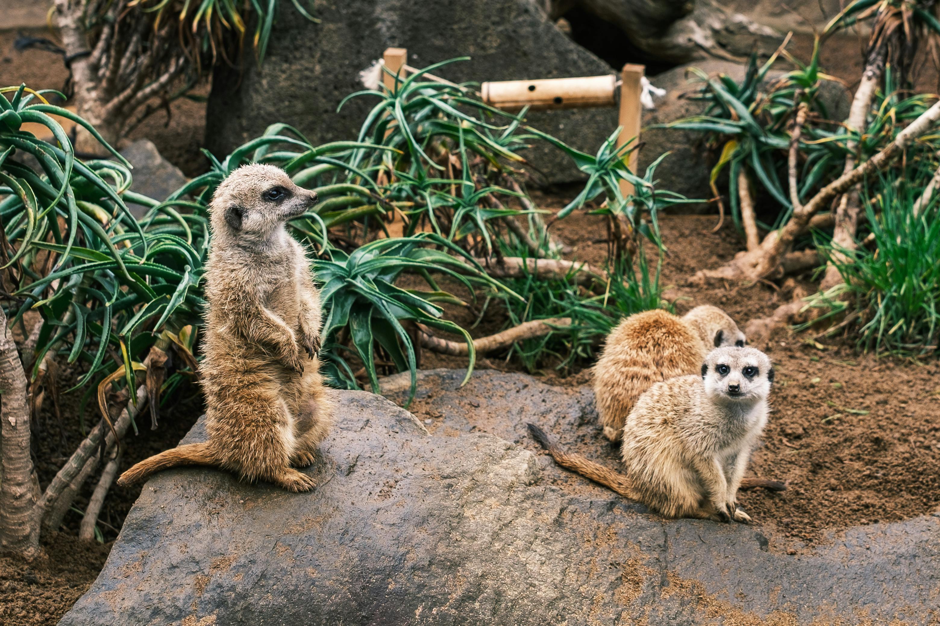 Close-up of Meerkats in Natural Habitat · Free Stock Photo
