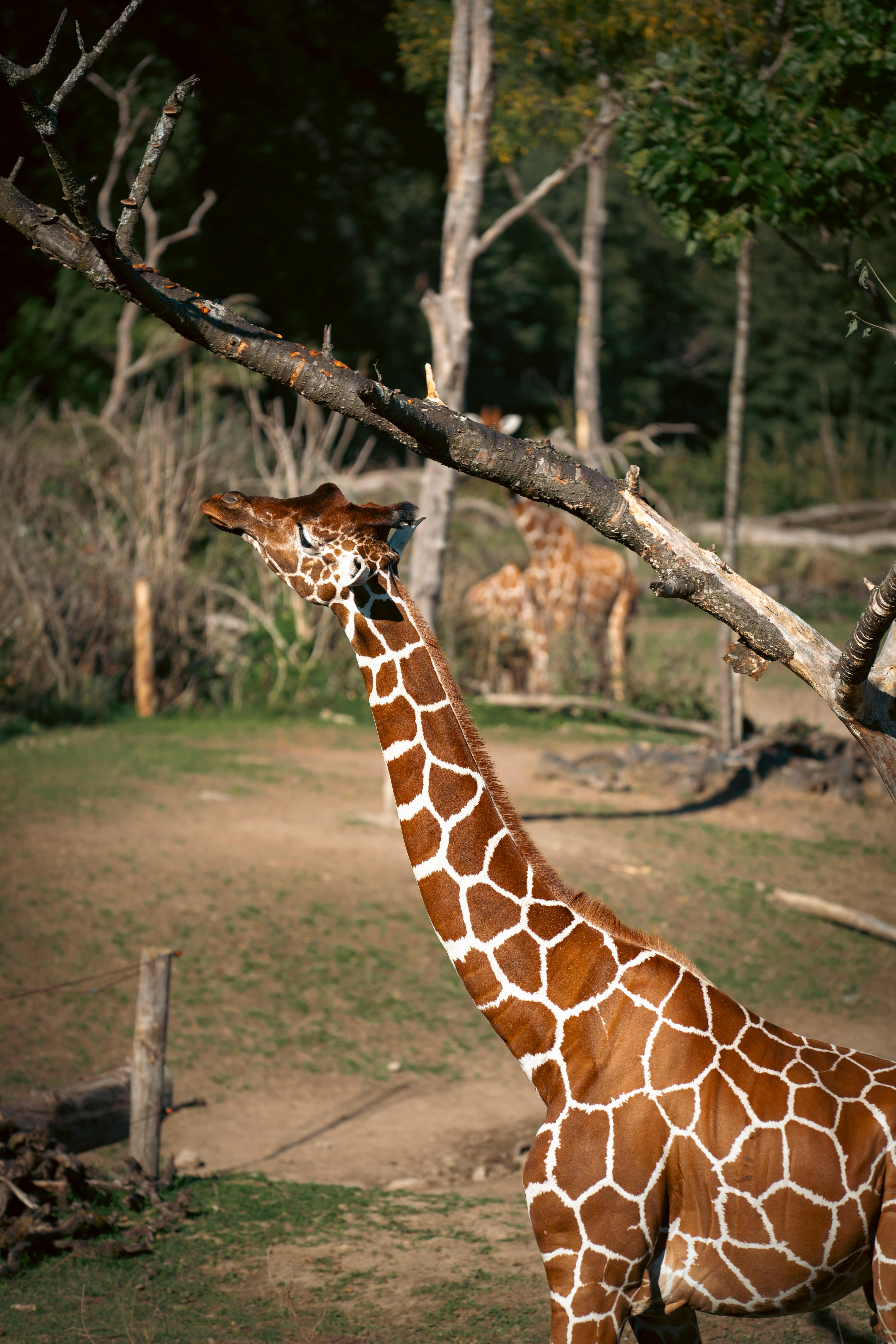 Tall Giraffe Reaching for Tree Branch in Zoo · Free Stock Photo