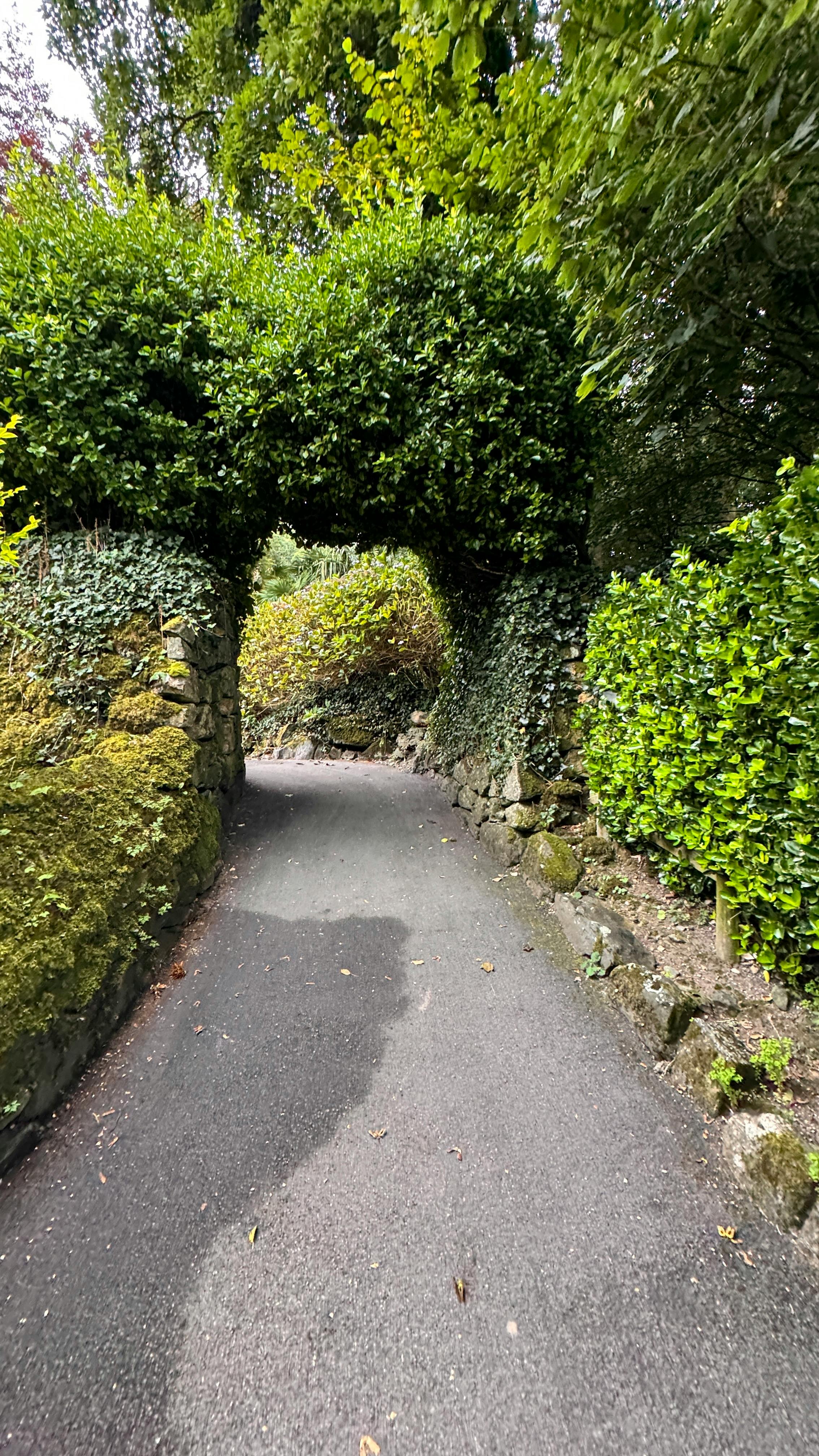 Tree Arc Illustration · Free Stock Photo