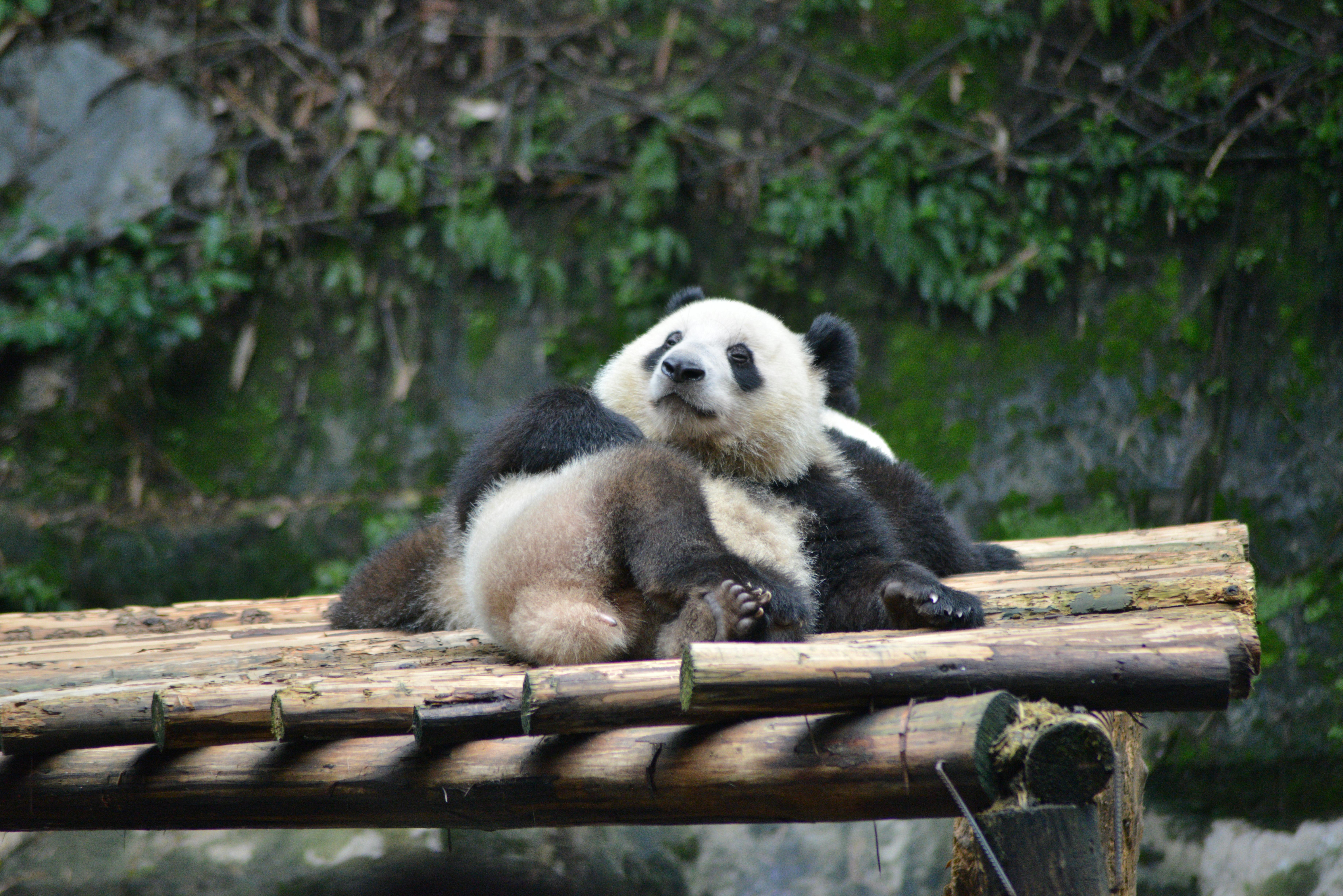 Playful Giant Panda on Wooden Platform Outdoors · Free Stock Photo