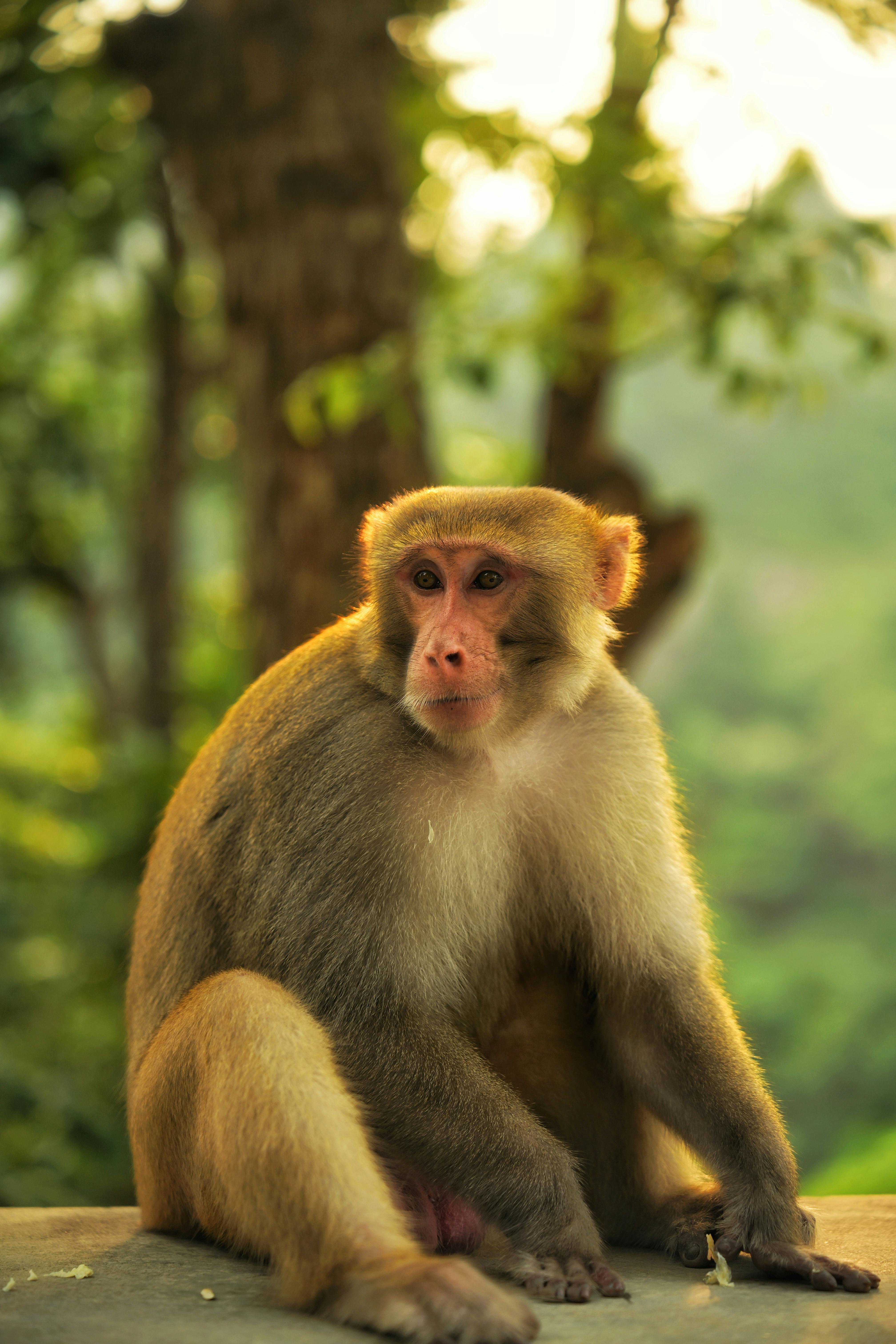 Captivating Portrait of a Rhesus Macaque Monkey · Free Stock Photo