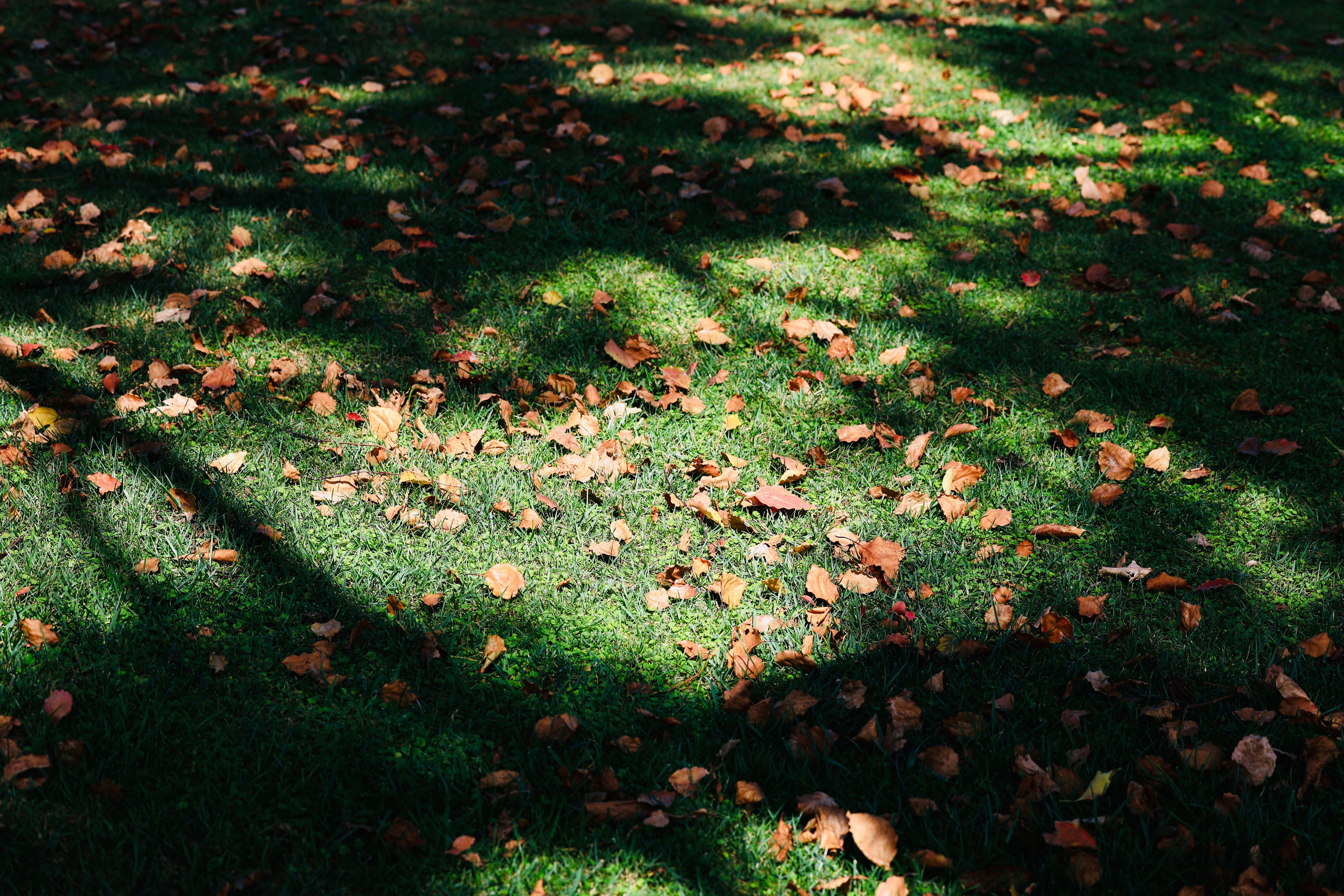 Autumn Leaves Casting Shadows on Green Grass · Free Stock Photo