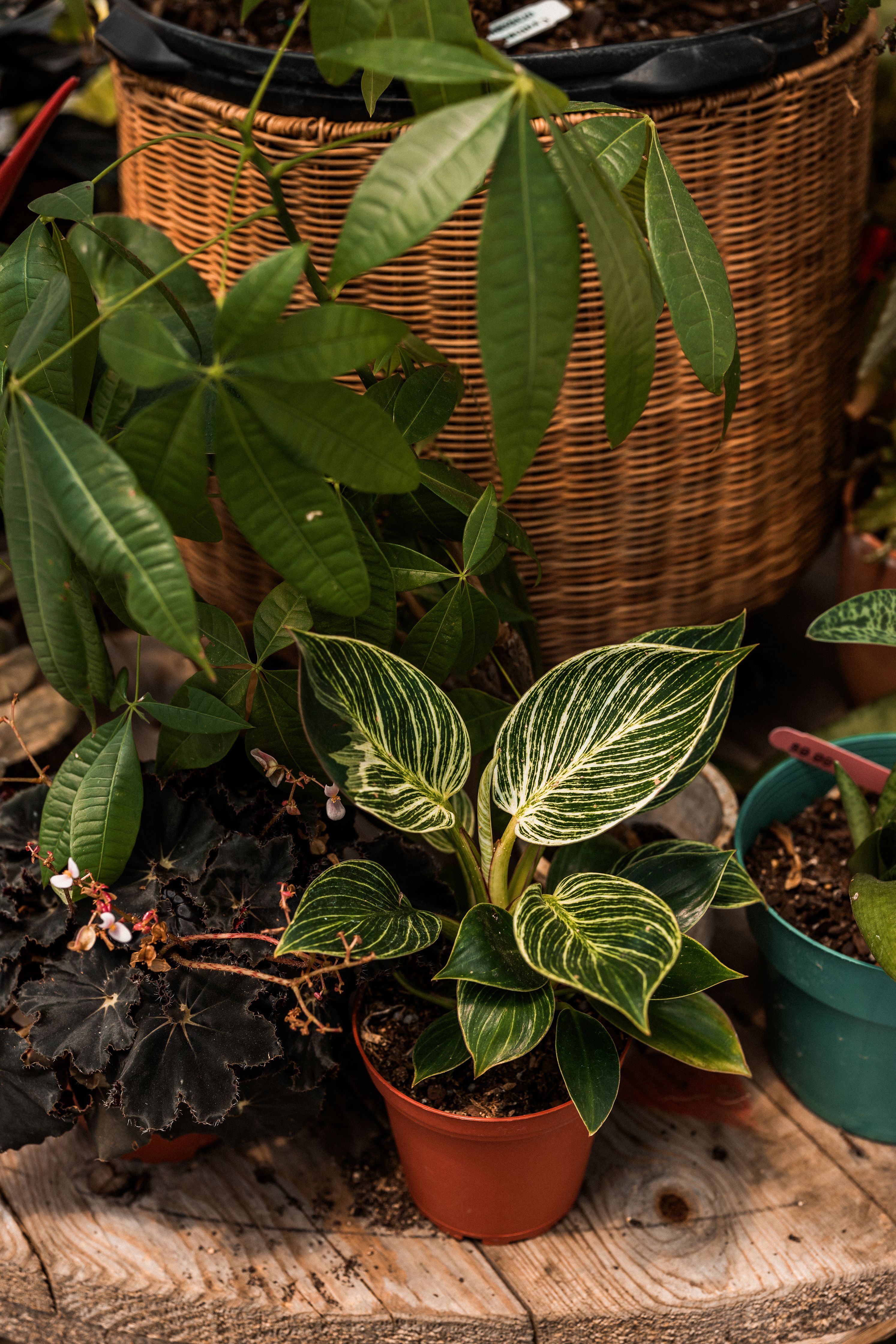 A Plant in a Pot · Free Stock Photo