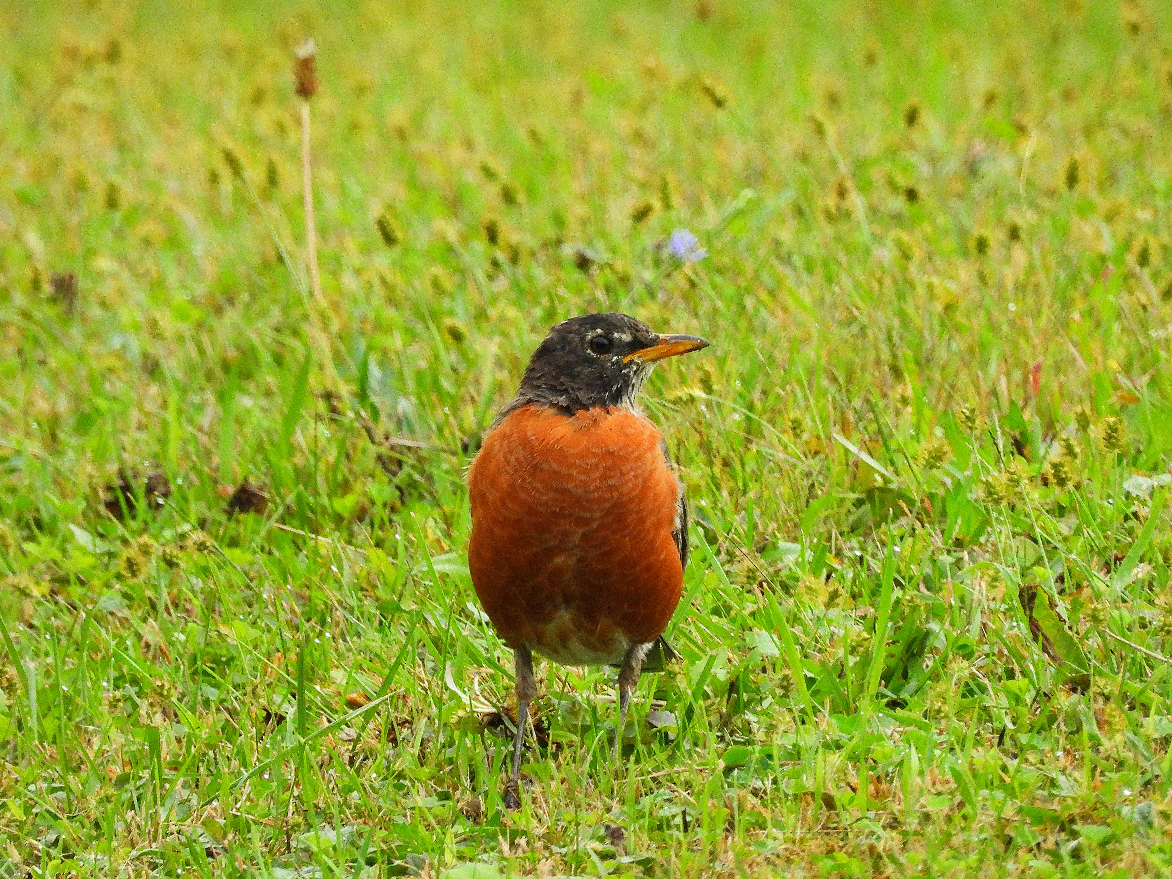 American Robin Bird Photos, Download The BEST Free American Robin Bird ...