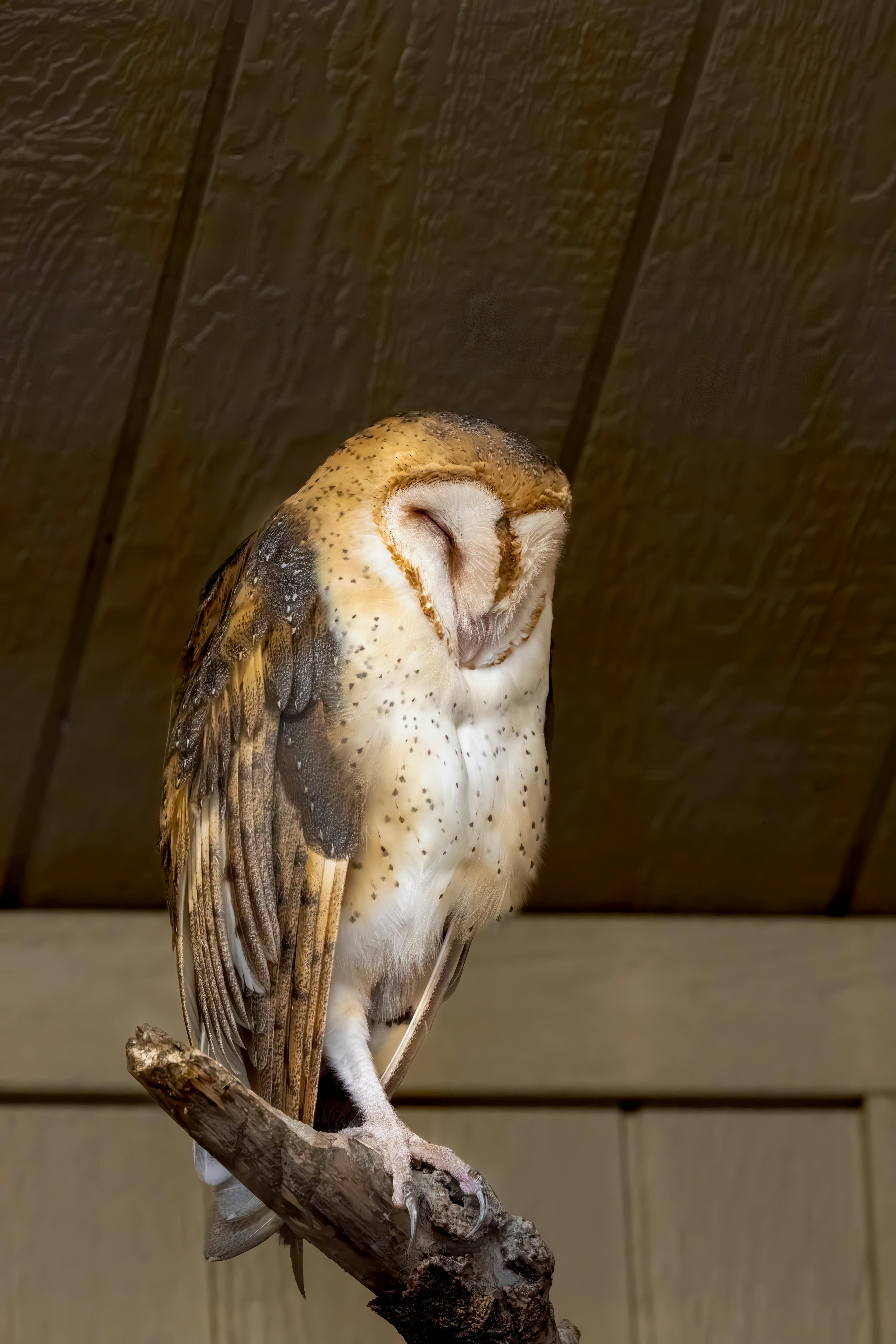 Barn Owl Resting on Wooden Perch Indoors · Free Stock Photo