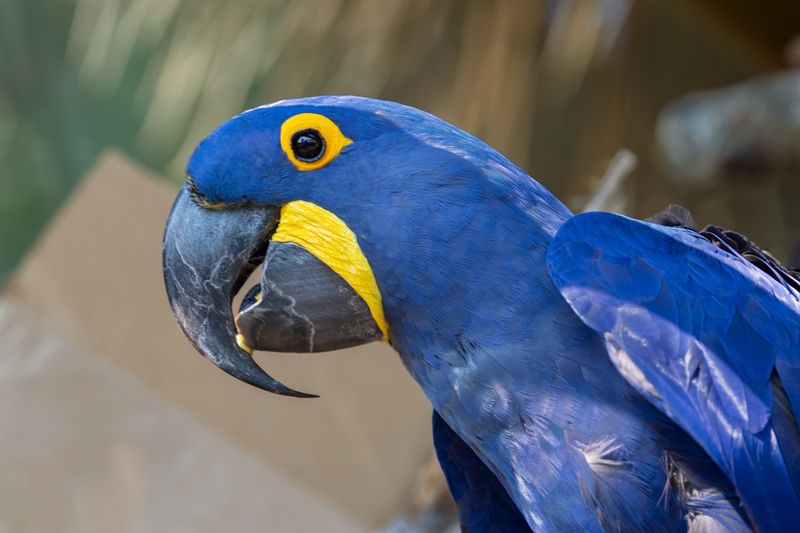 Parrot Wallpaper Photos, Download The BEST Free Parrot Wallpaper Stock ...