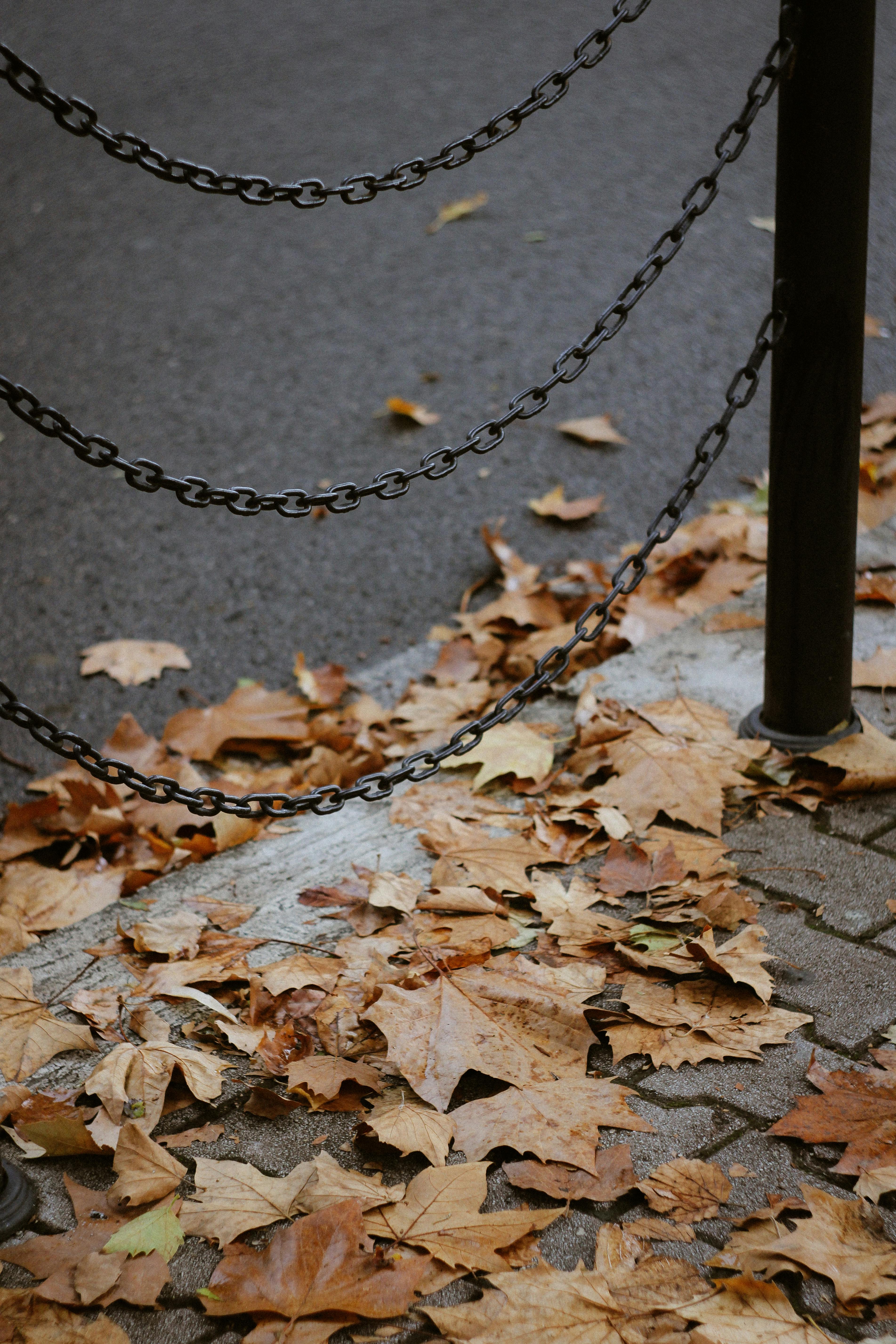 Autumn Leaves Beside a Chain Fence on Pavement · Free Stock Photo