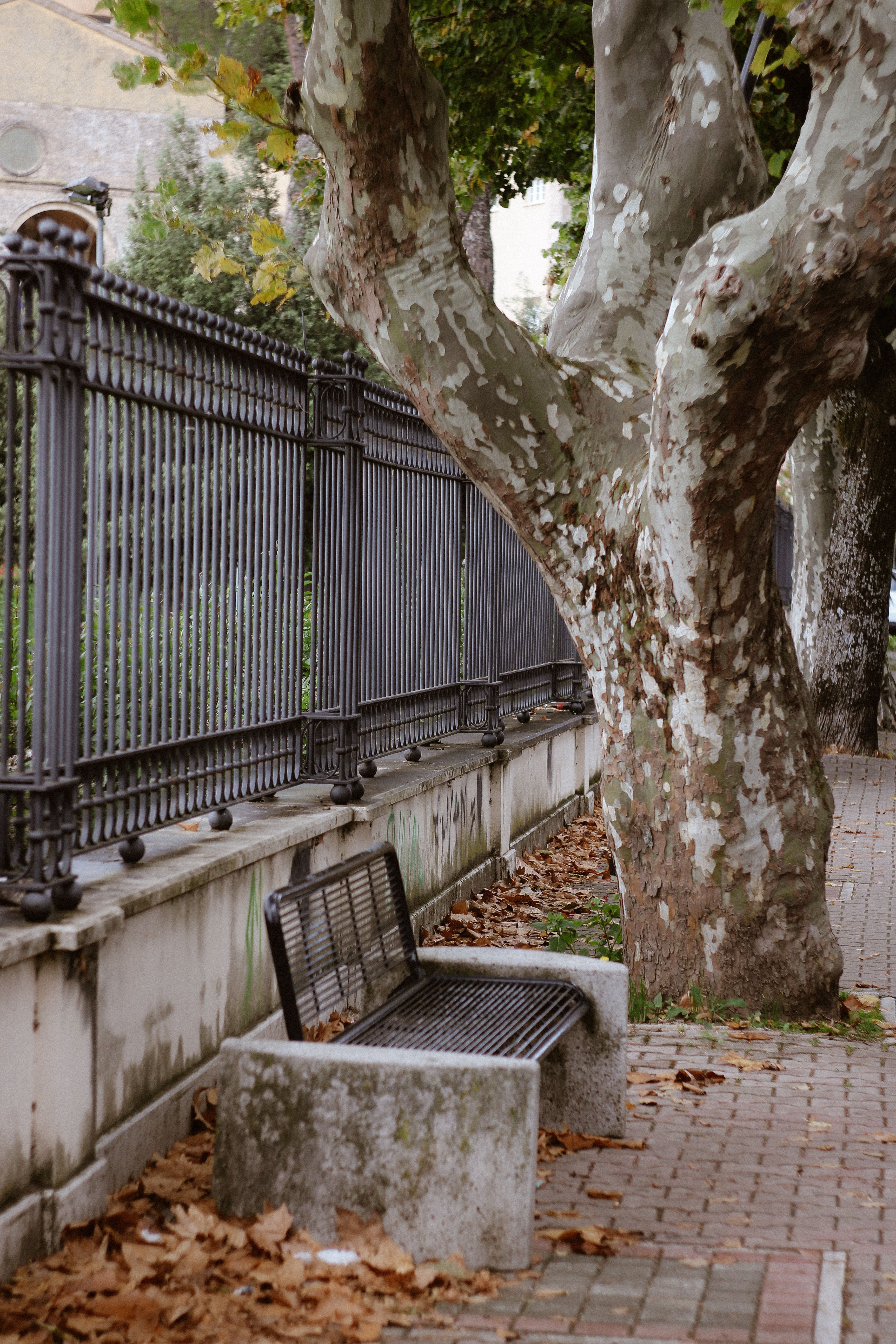 Quiet Urban Park Bench Under Tree in Autumn · Free Stock Photo