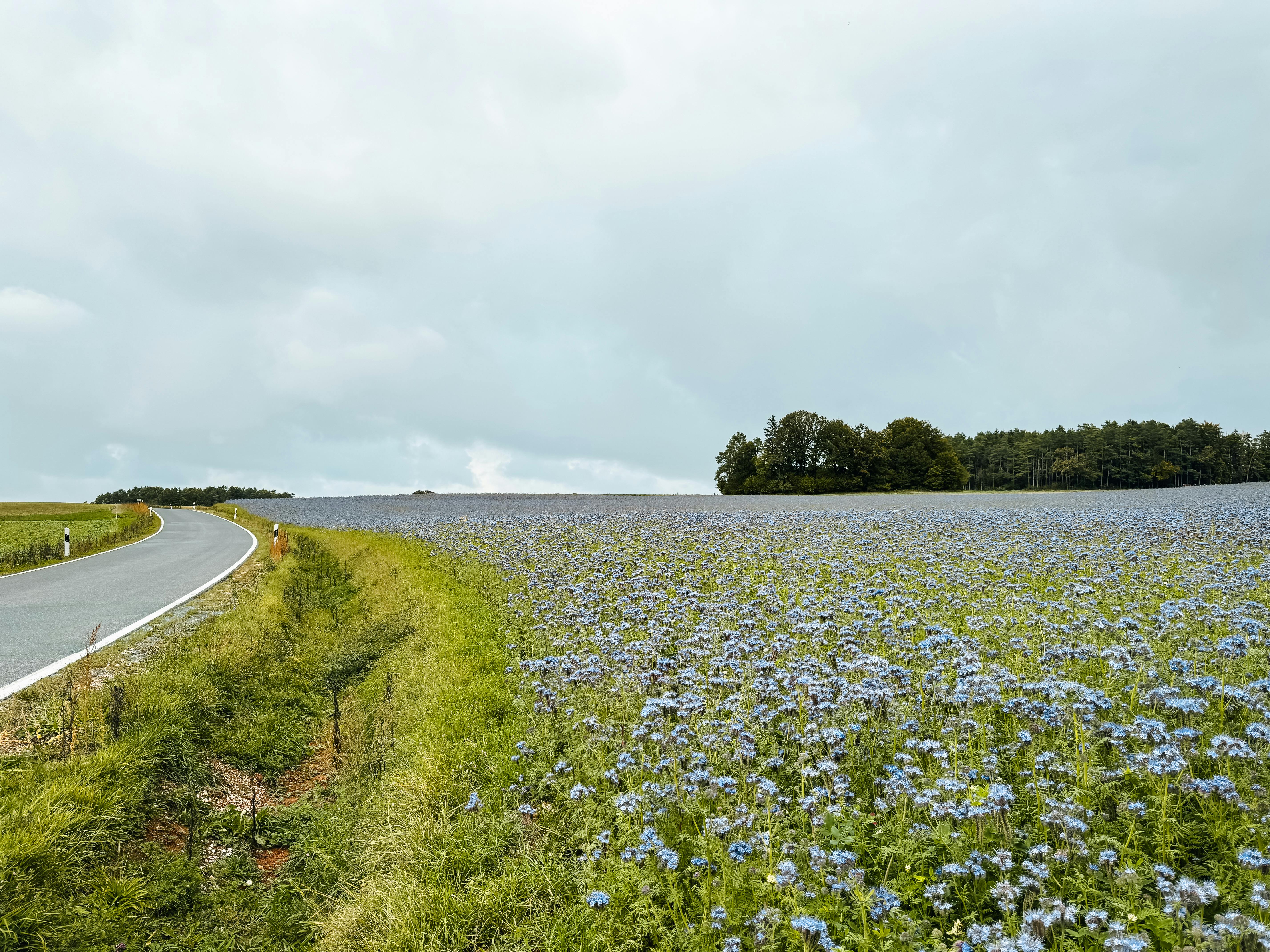 Scenic Blue Wildflower Field in Bavaria, Germany · Free Stock Photo