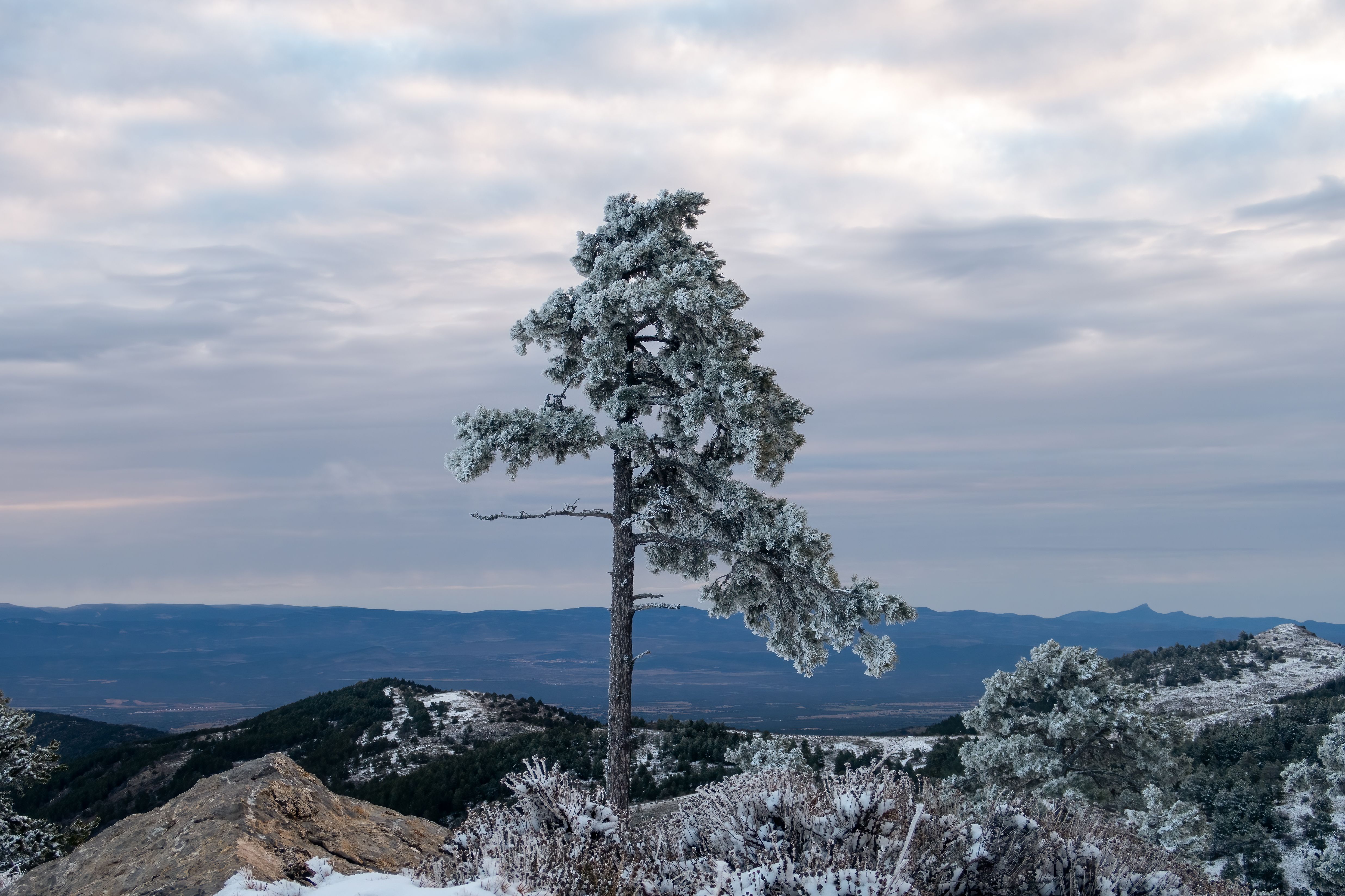 Scenic Winter Landscape with Snowy Pine Tree · Free Stock Photo
