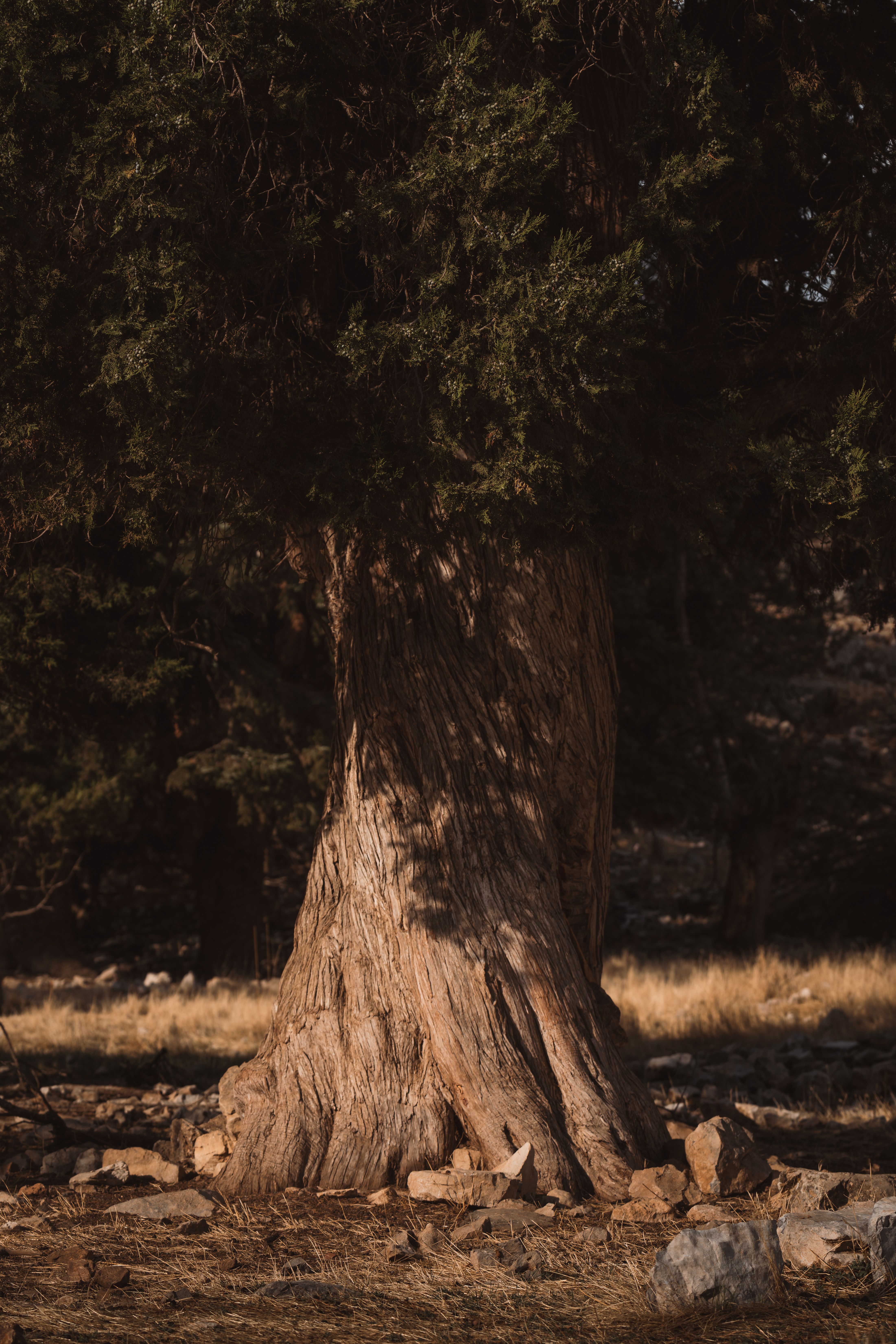 Tronco De árbol Antiguo En Un Entorno Boscoso Iluminado Por El Sol ...