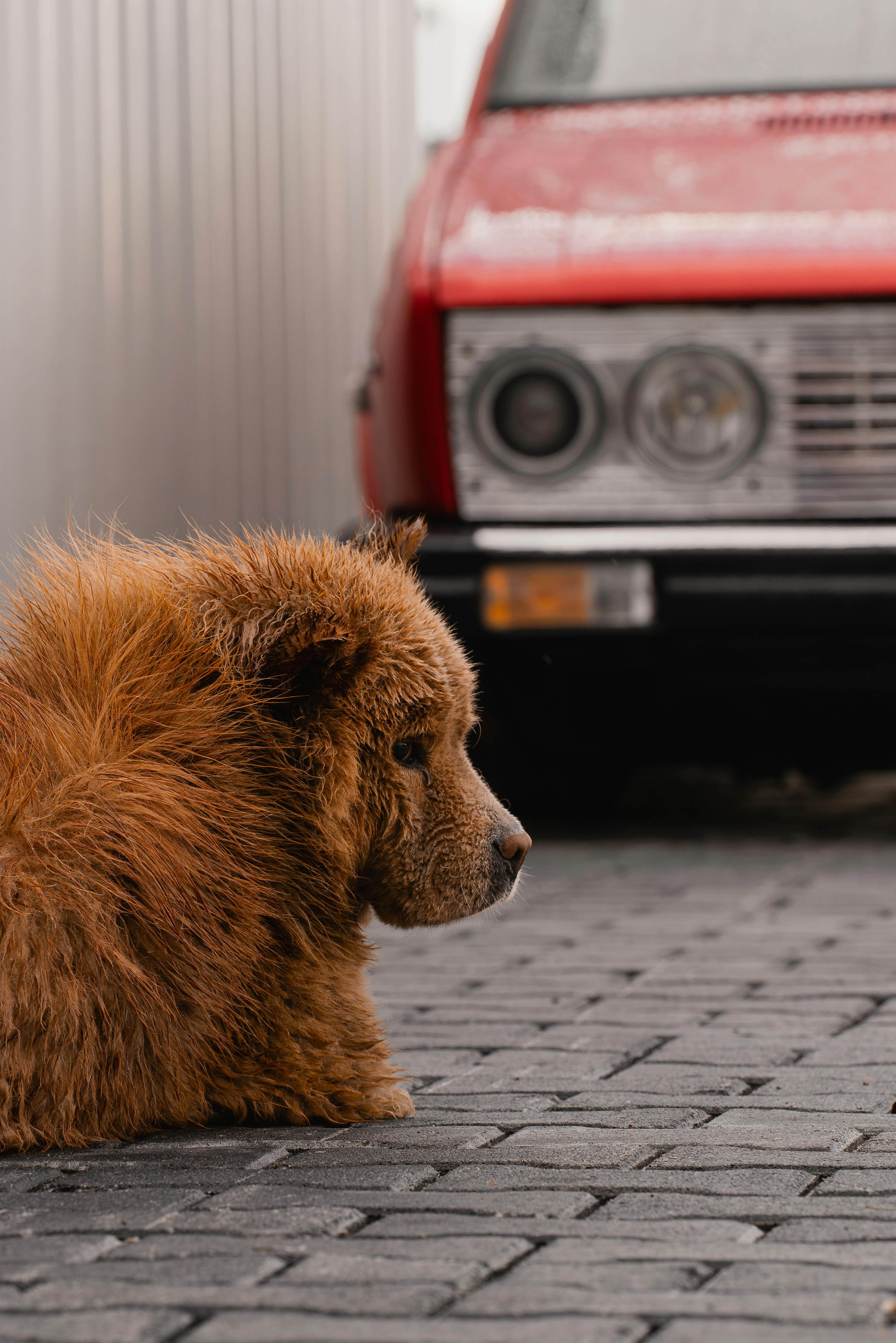 Furry Brown Dog and Classic Red Car in Urban Setting · Free Stock Photo