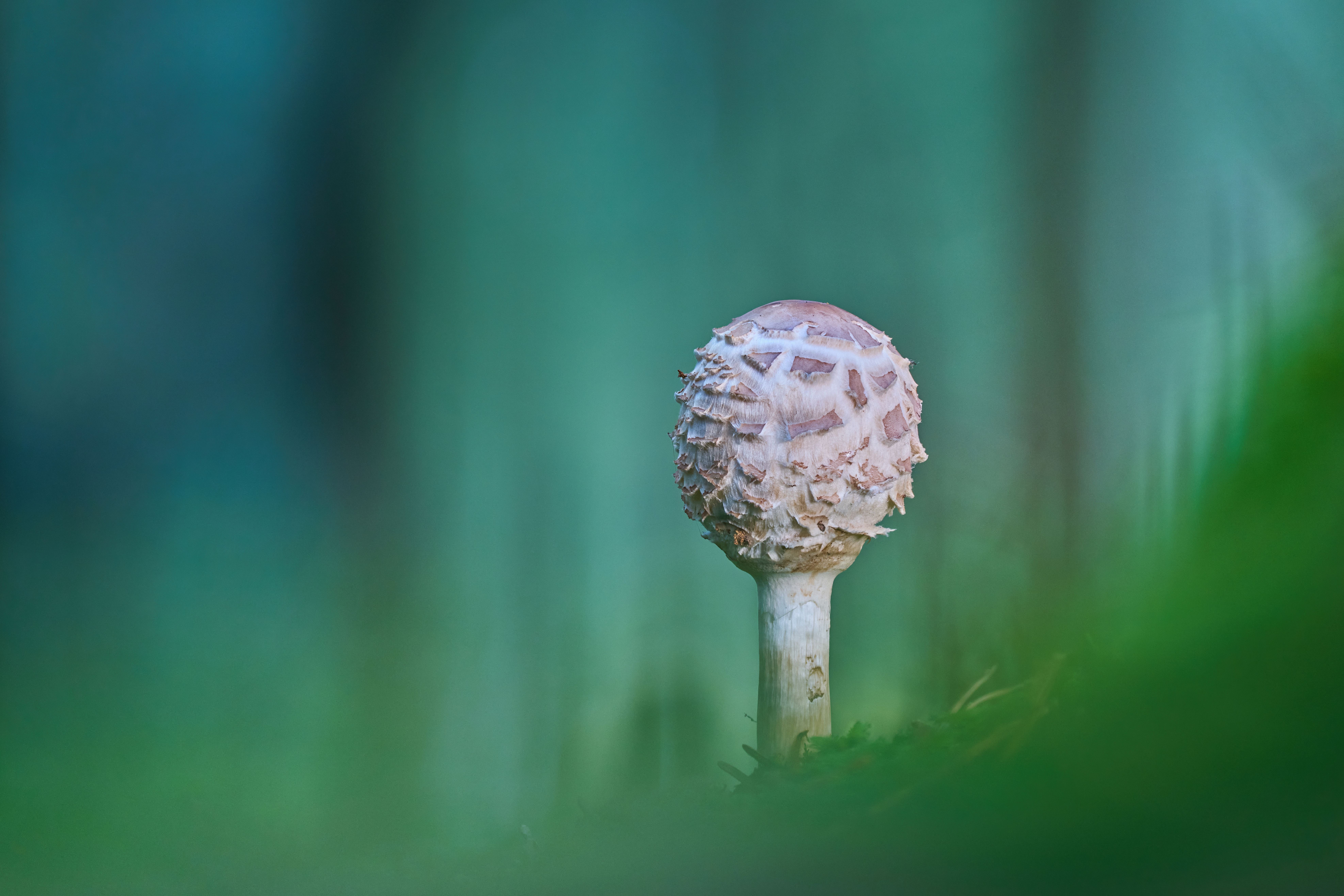 Detailed Close-up of an Edible Mushroom in the Wild · Free Stock Photo