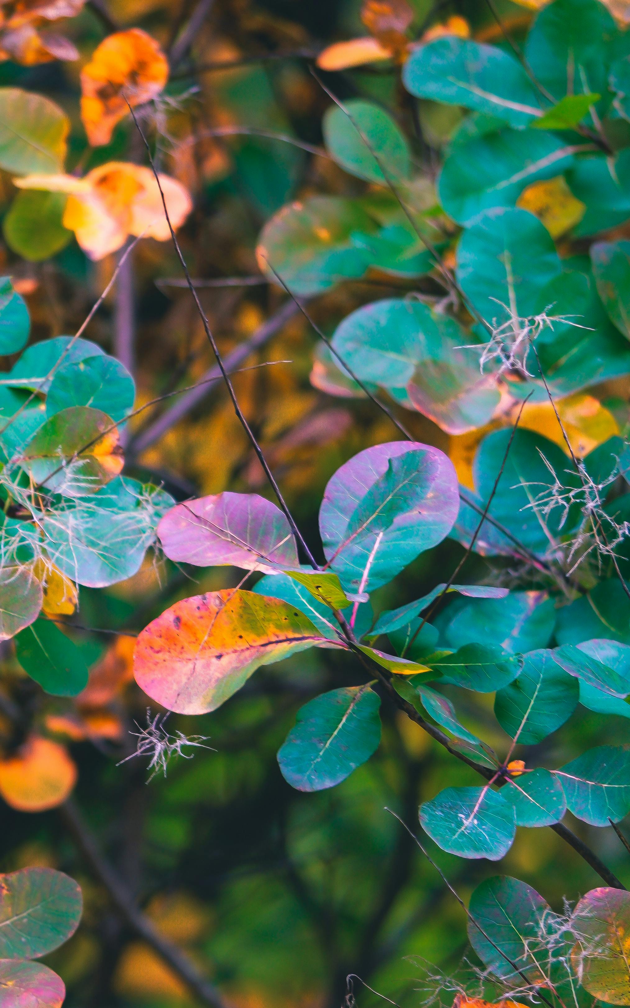 Color Change Background Photos, Download The BEST Free Color Change ...