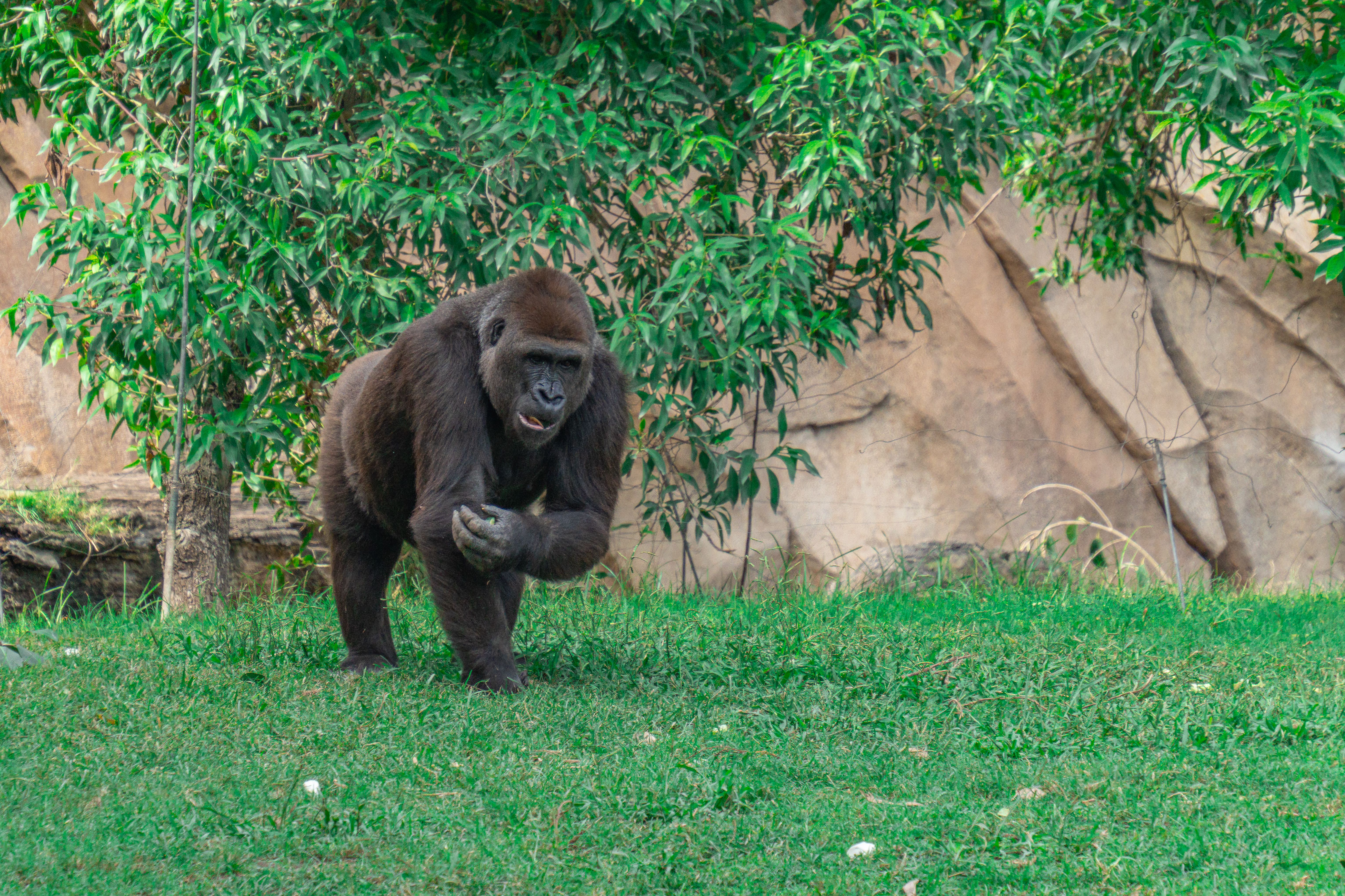 Majestic Gorilla in Natural Habitat Outdoors · Free Stock Photo