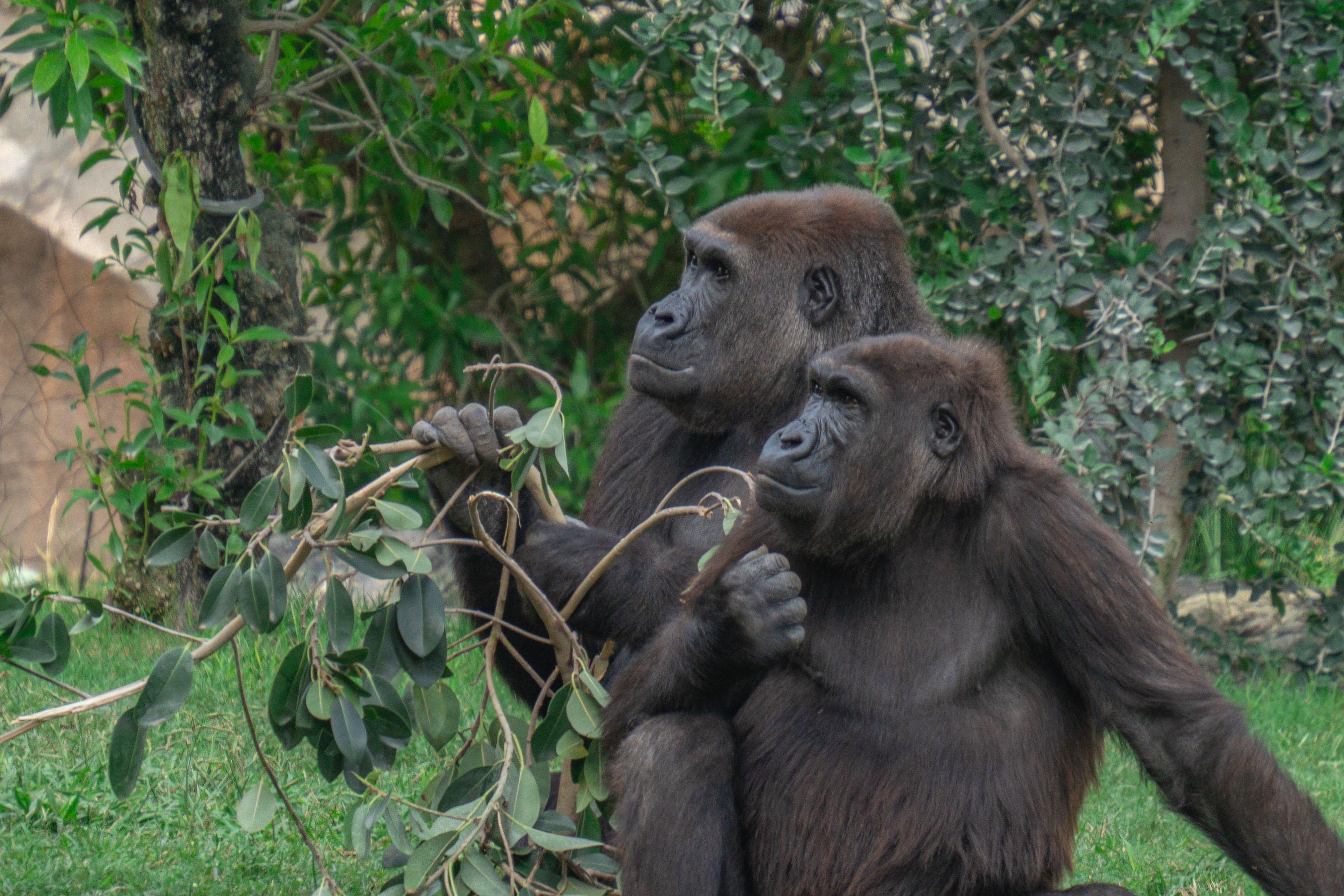 Two Gorillas Relaxing in Natural Habitat · Free Stock Photo