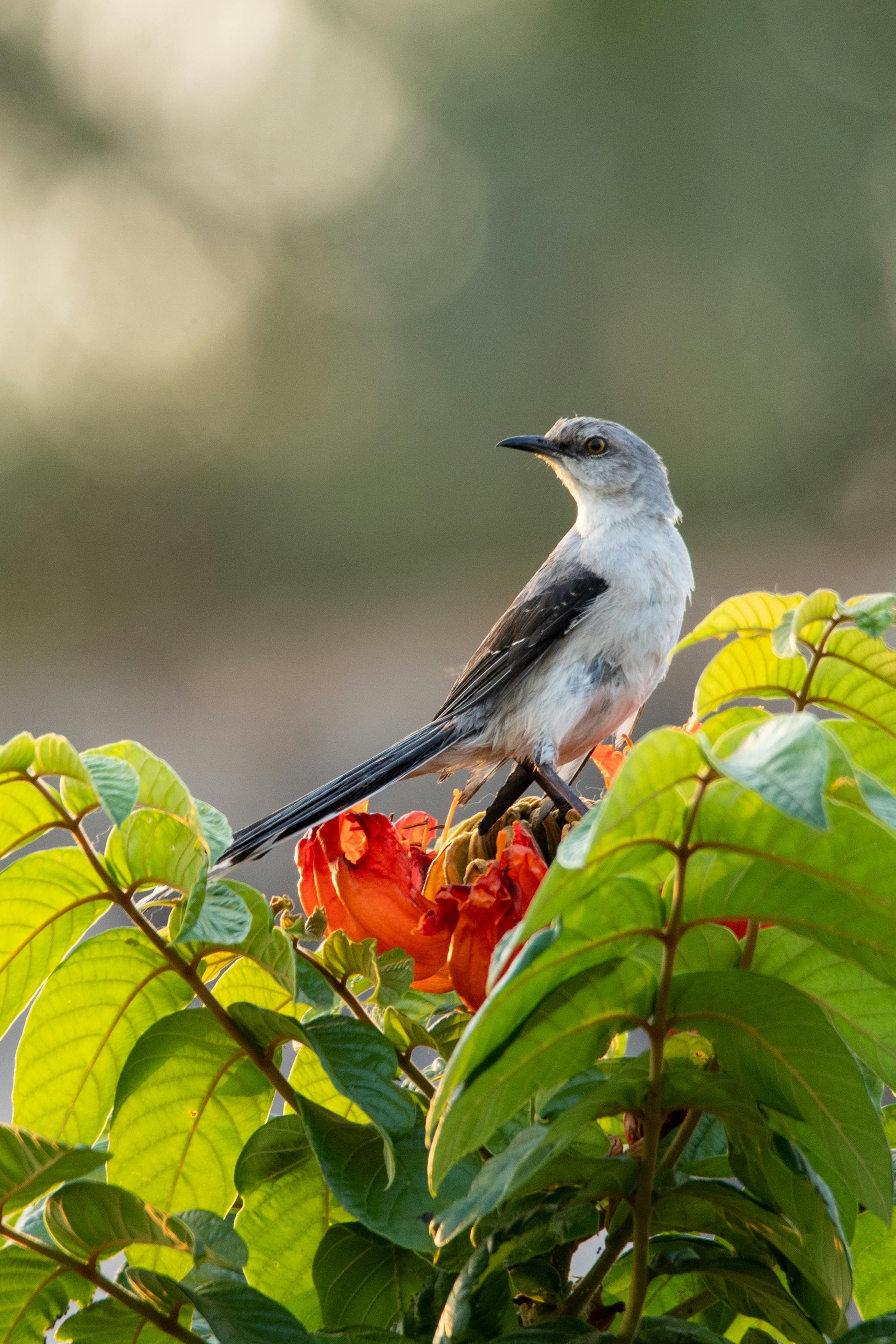Fauna De América Latina Photos, Download The BEST Free Fauna De América ...