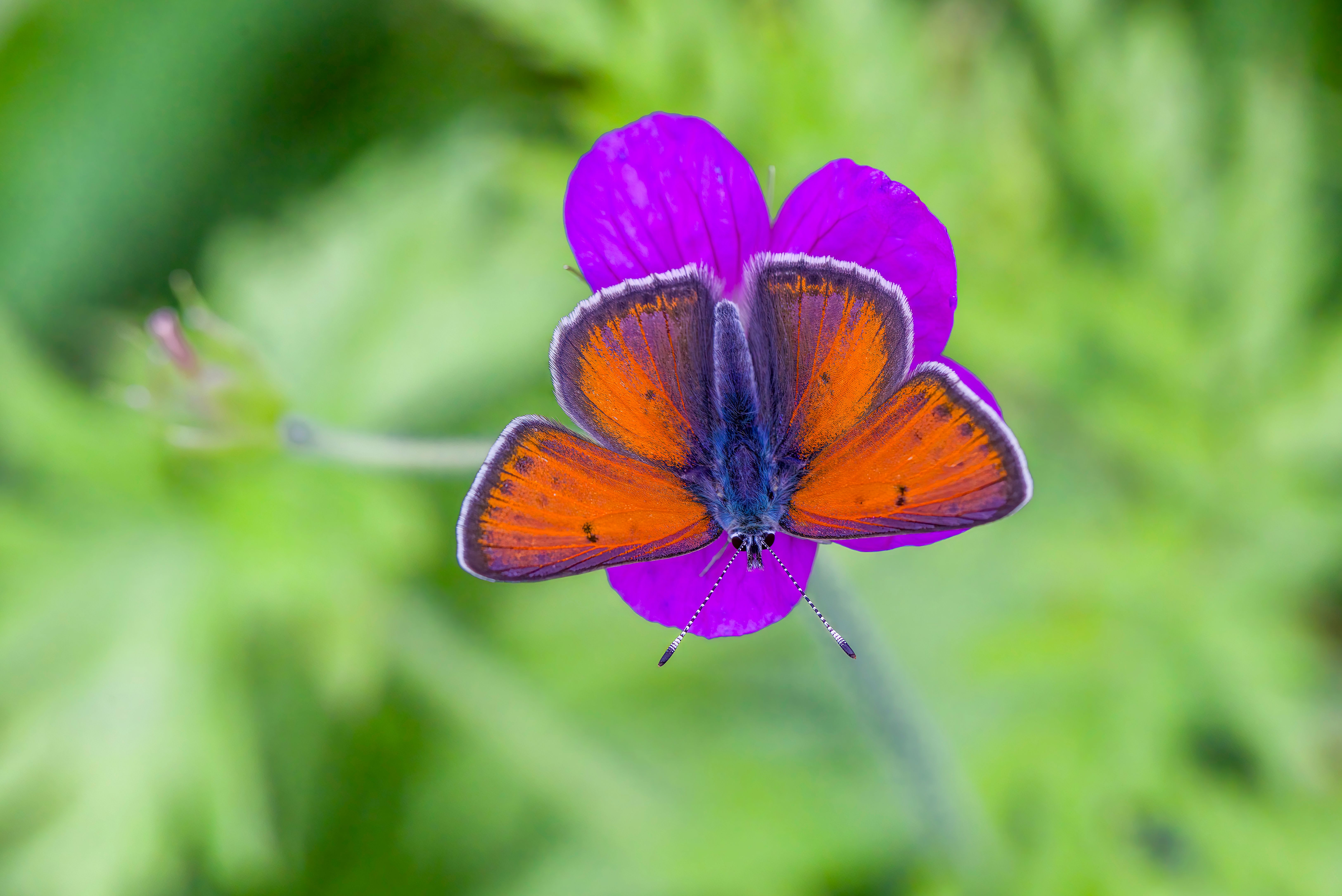 Vibrant Purple-Edged Copper Butterfly in Spring · Free Stock Photo
