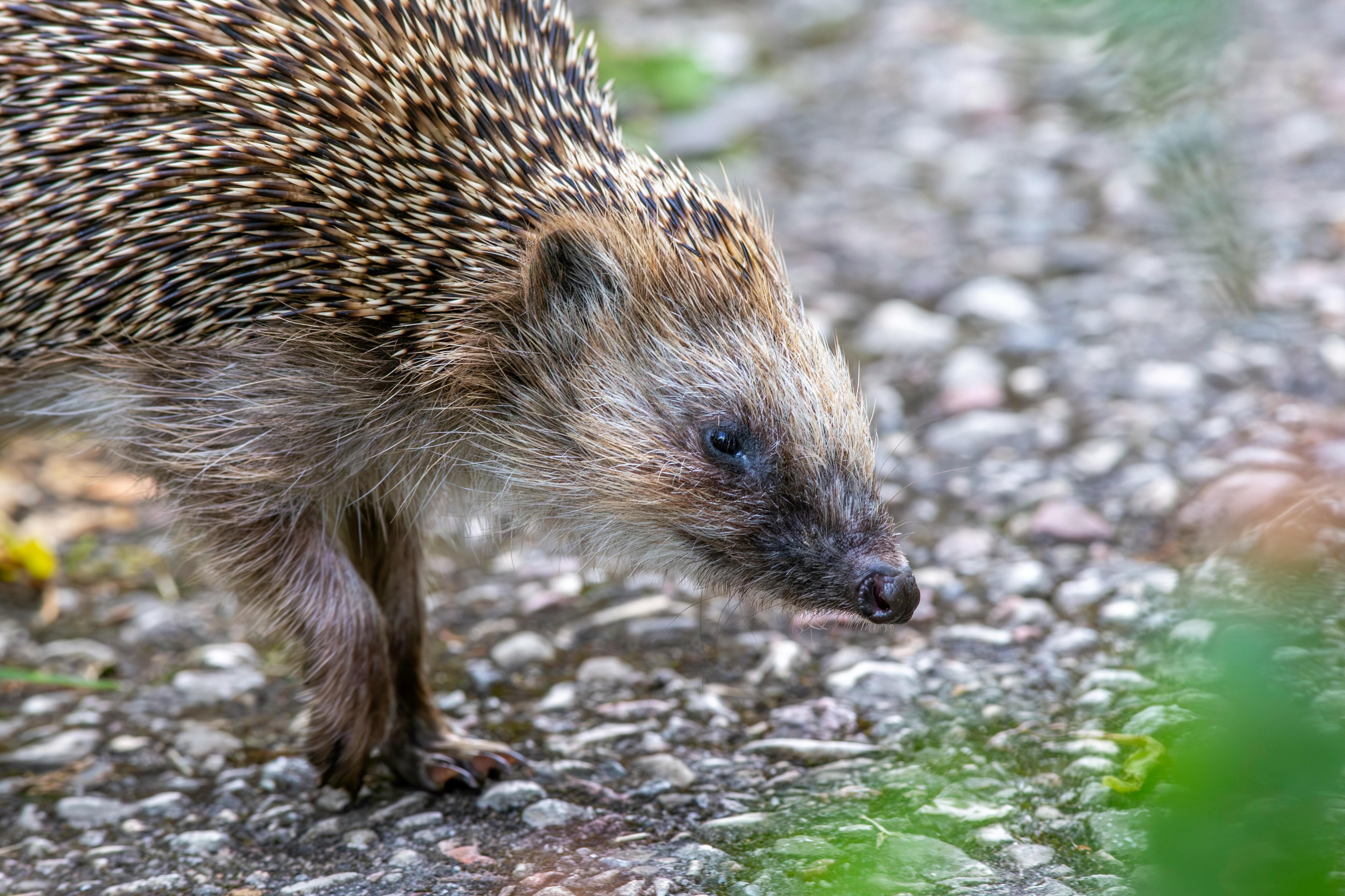 Hedgehog Predators Photos, Download The BEST Free Hedgehog Predators ...