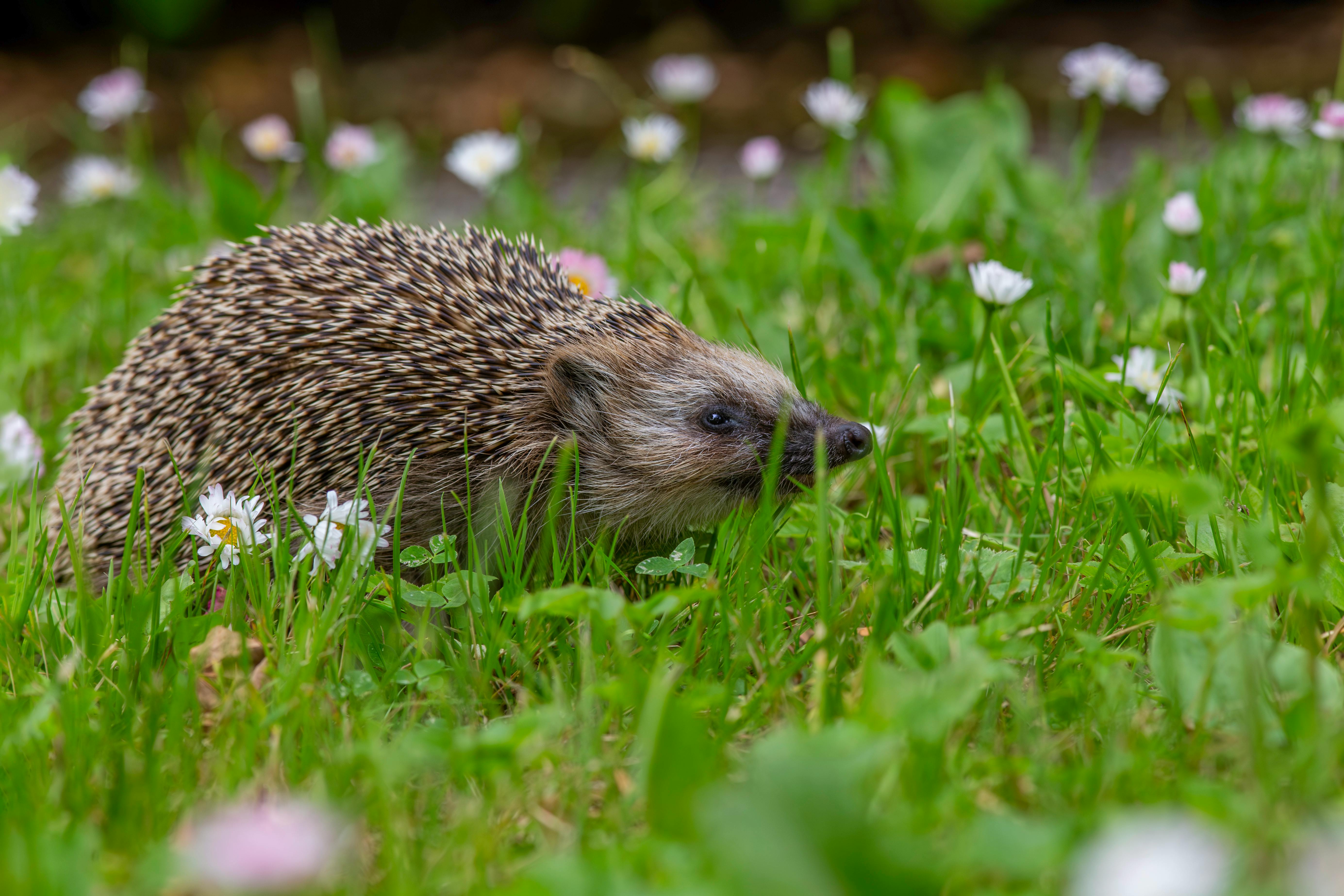 European Hedgehog in Natural Garden Habitat · Free Stock Photo