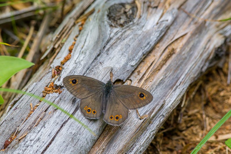 Brown Butterfly Photos, Download The BEST Free Brown Butterfly Stock ...