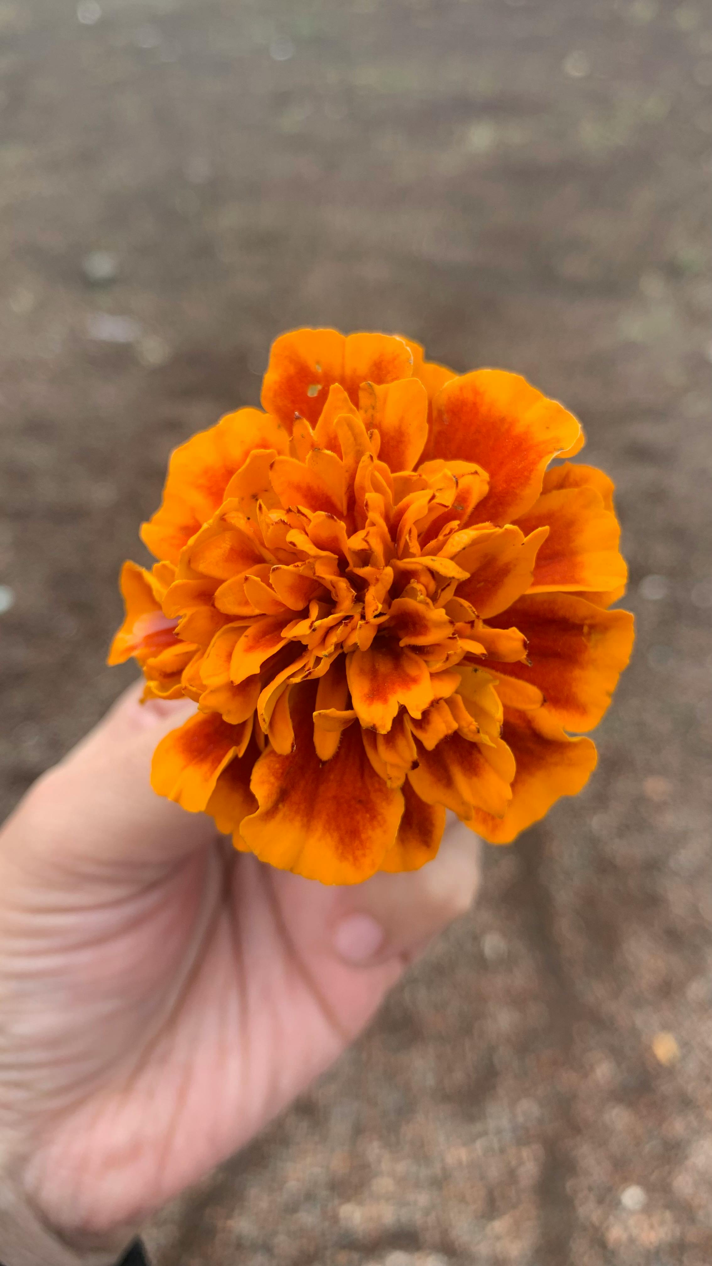 Vibrant Cempasuchil Marigold in Hand · Free Stock Photo