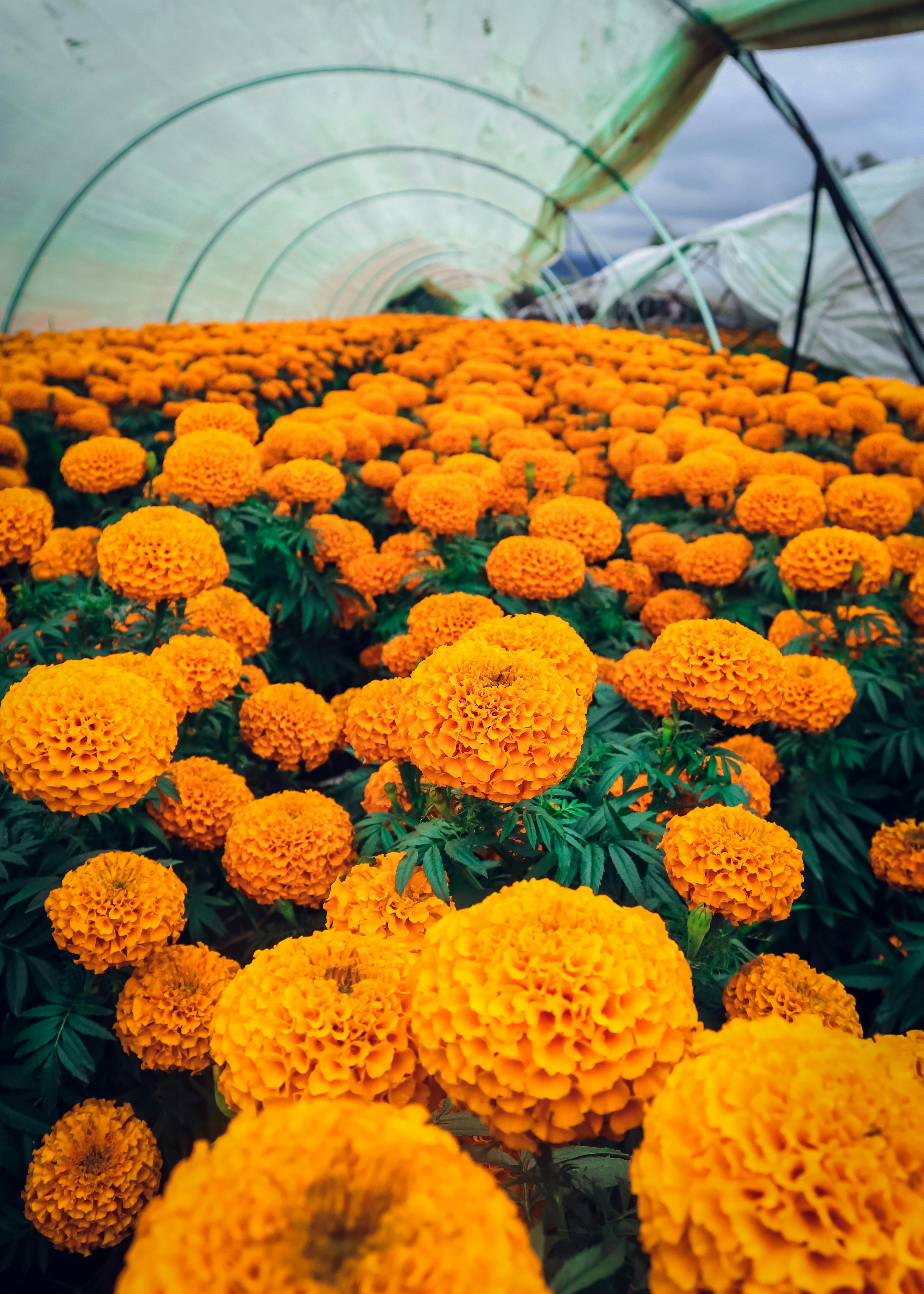 Vibrant Marigold Flowers in a Greenhouse Setting · Free Stock Photo