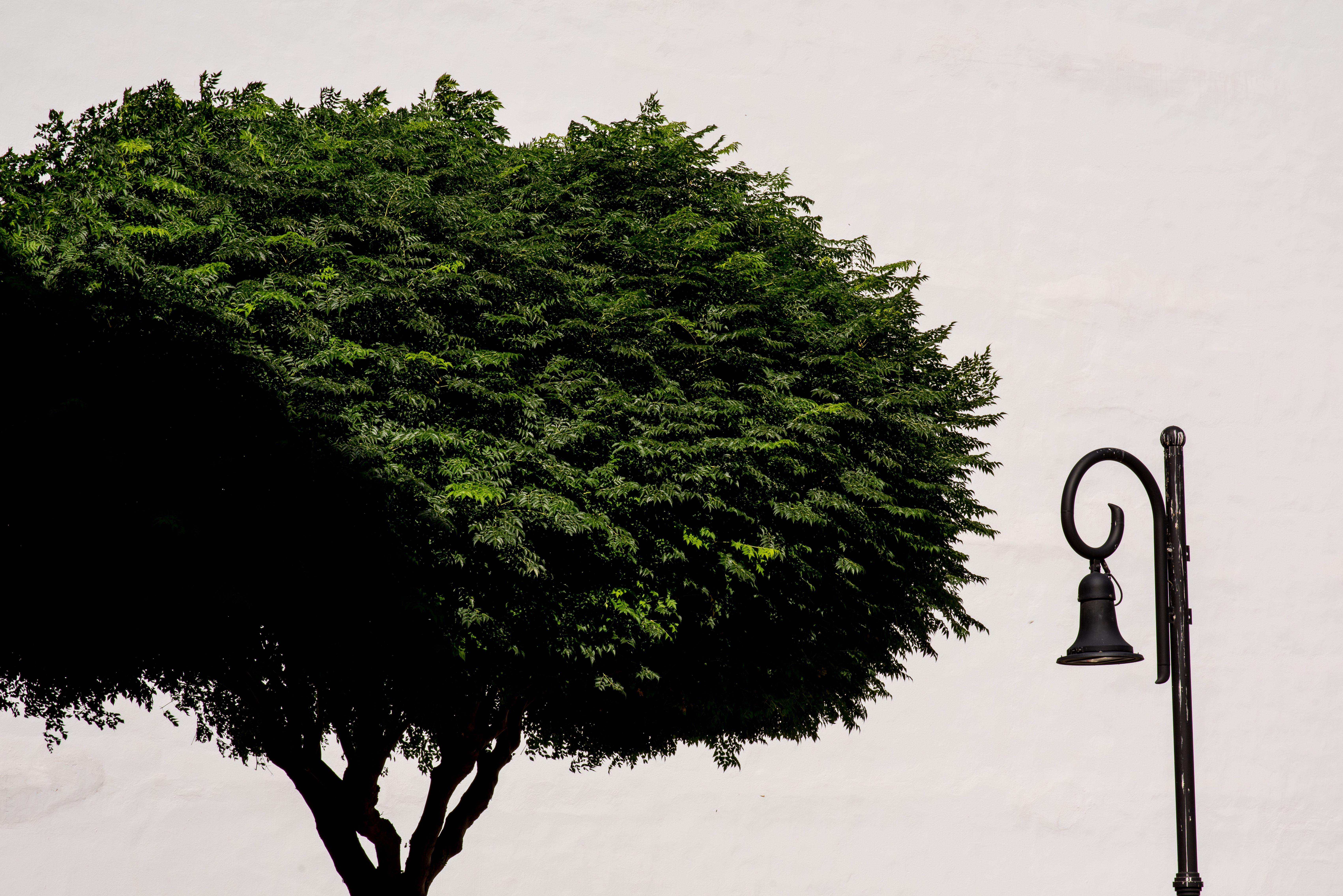 Minimalistic Urban Tree and Street Lamp Scene · Free Stock Photo