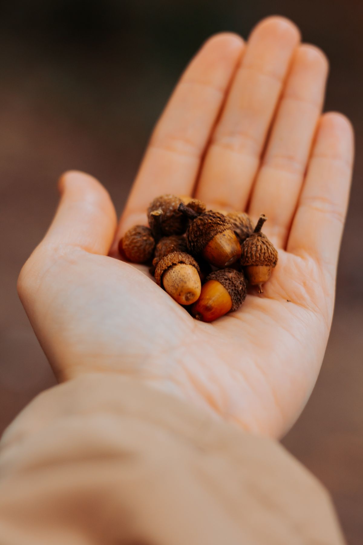 Acorns Photos, Download The BEST Free Acorns Stock Photos & HD Images
