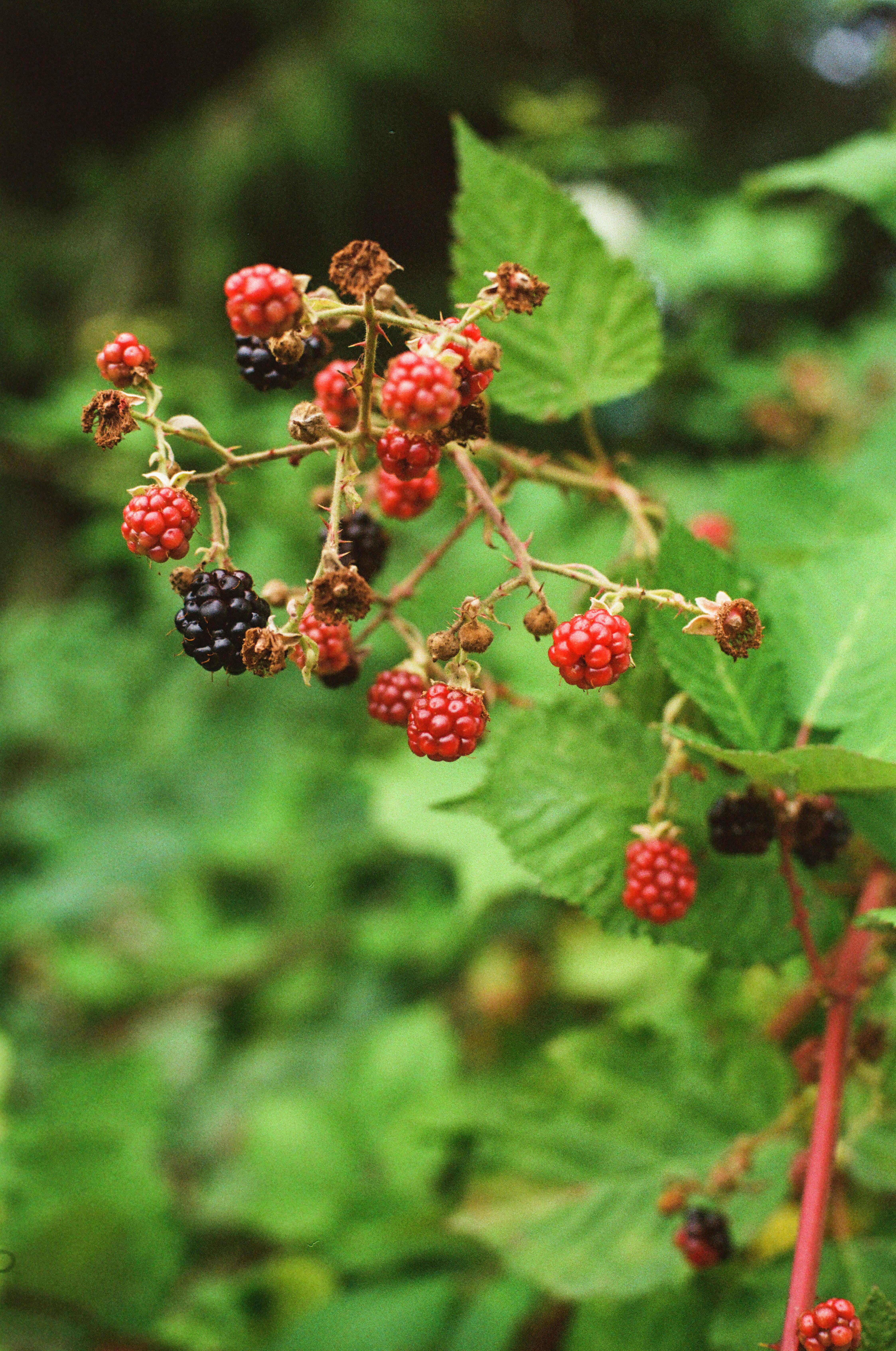 Close-up of Ripe and Unripe Blackberries on Vine · Free Stock Photo