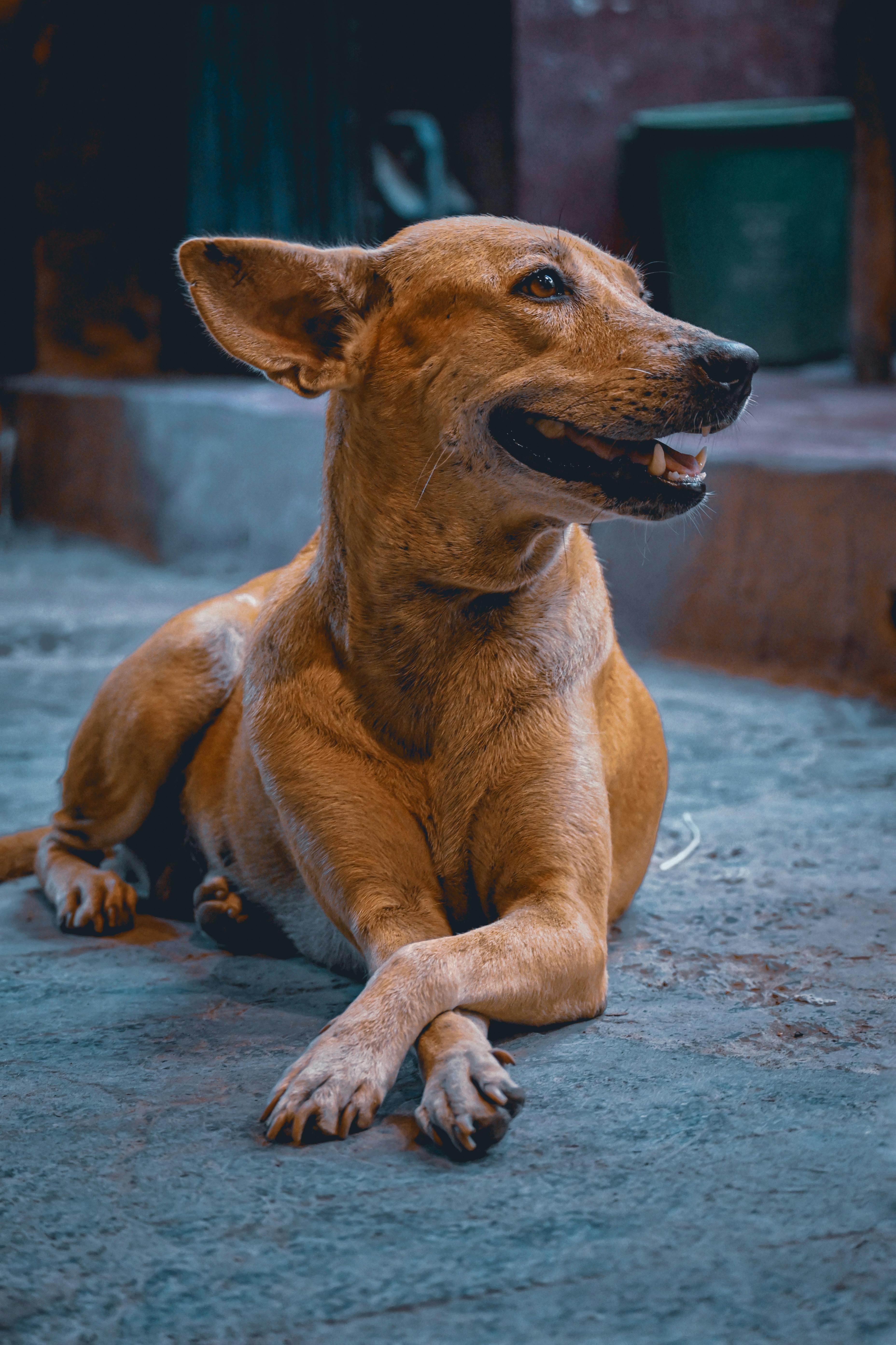 Indian Street Dog Photos, Download The BEST Free Indian Street Dog ...