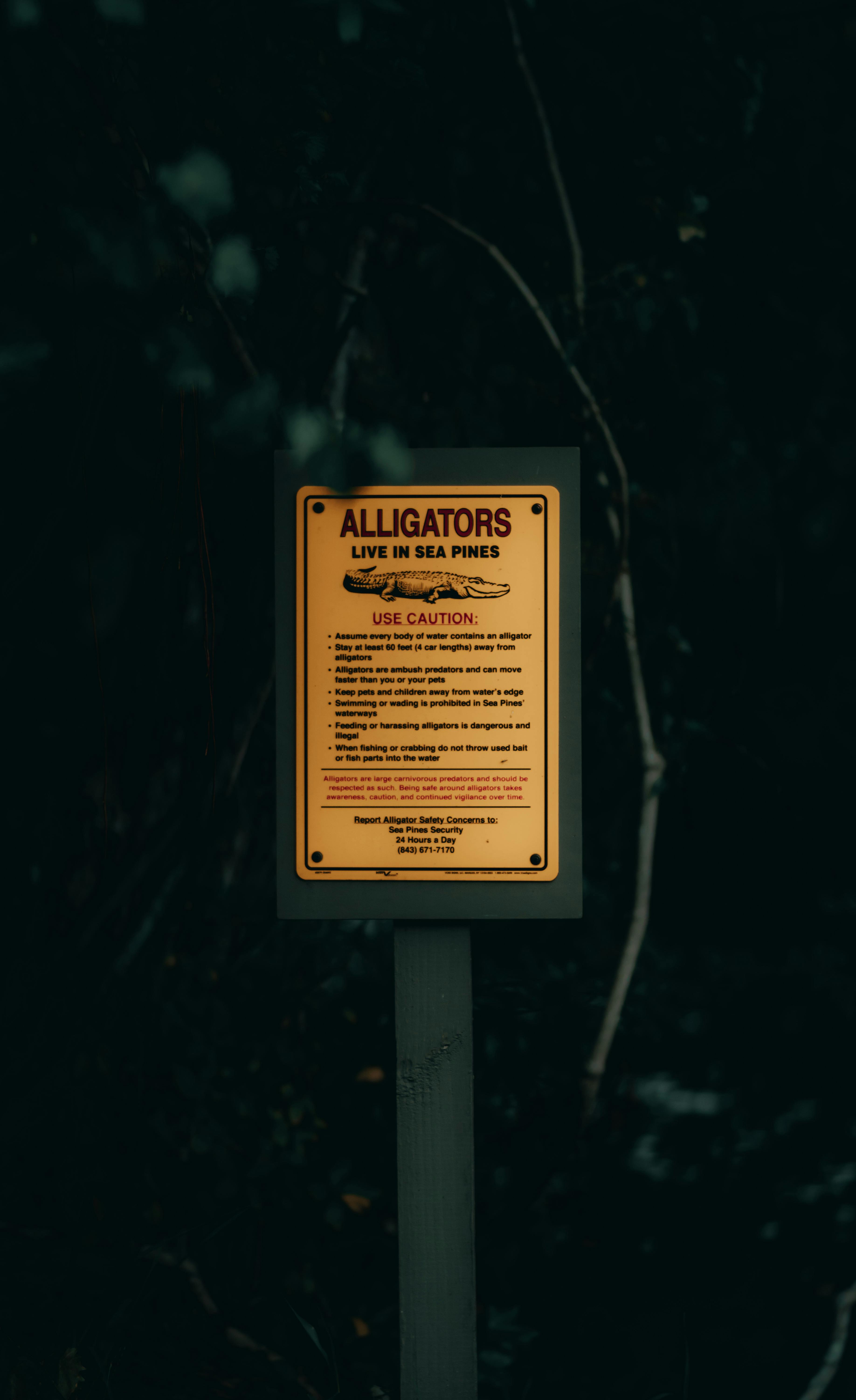 Alligator Sign Photos, Download The BEST Free Alligator Sign Stock ...