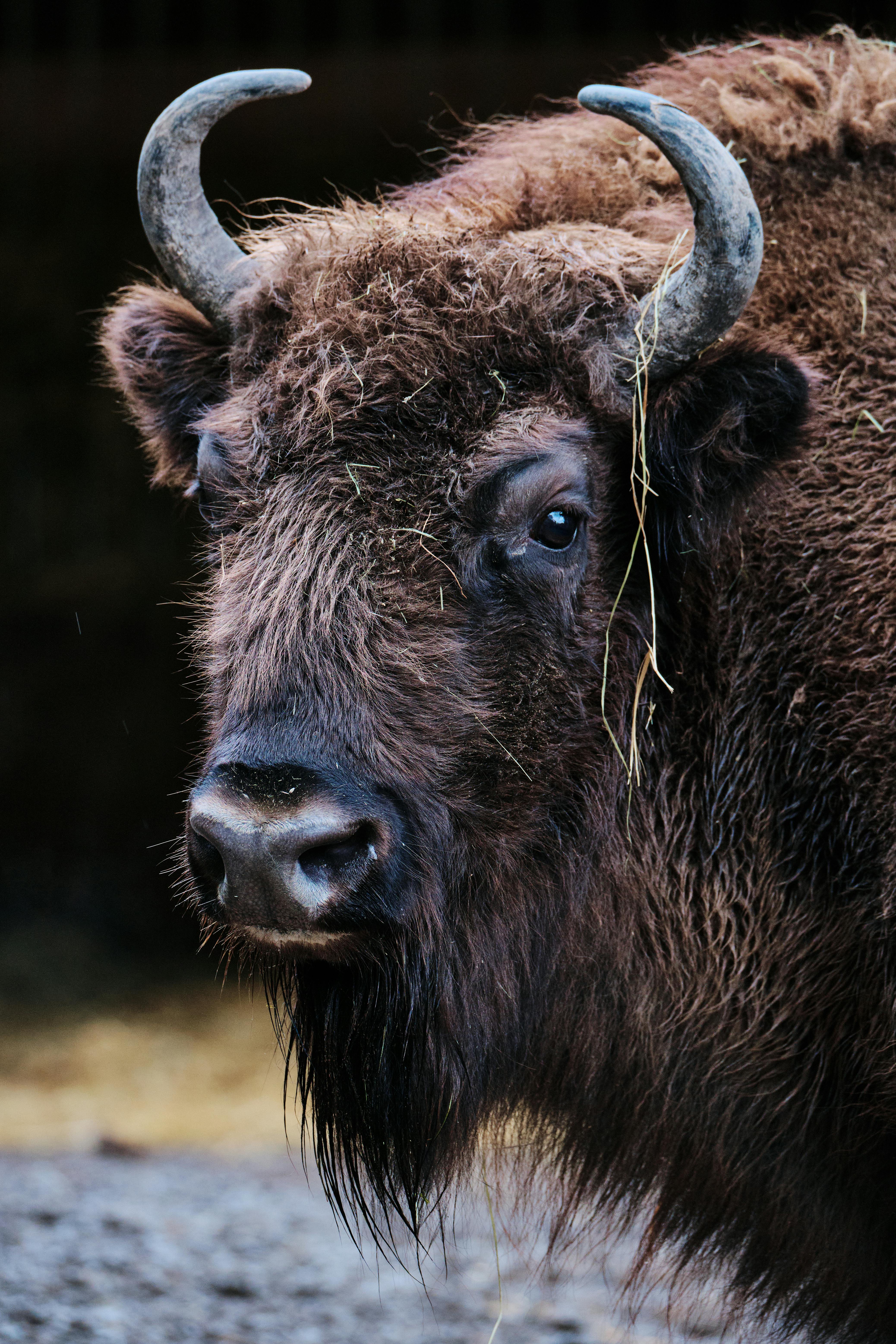 Close-up Portrait of a Majestic Bison in Natural Habitat · Free Stock Photo
