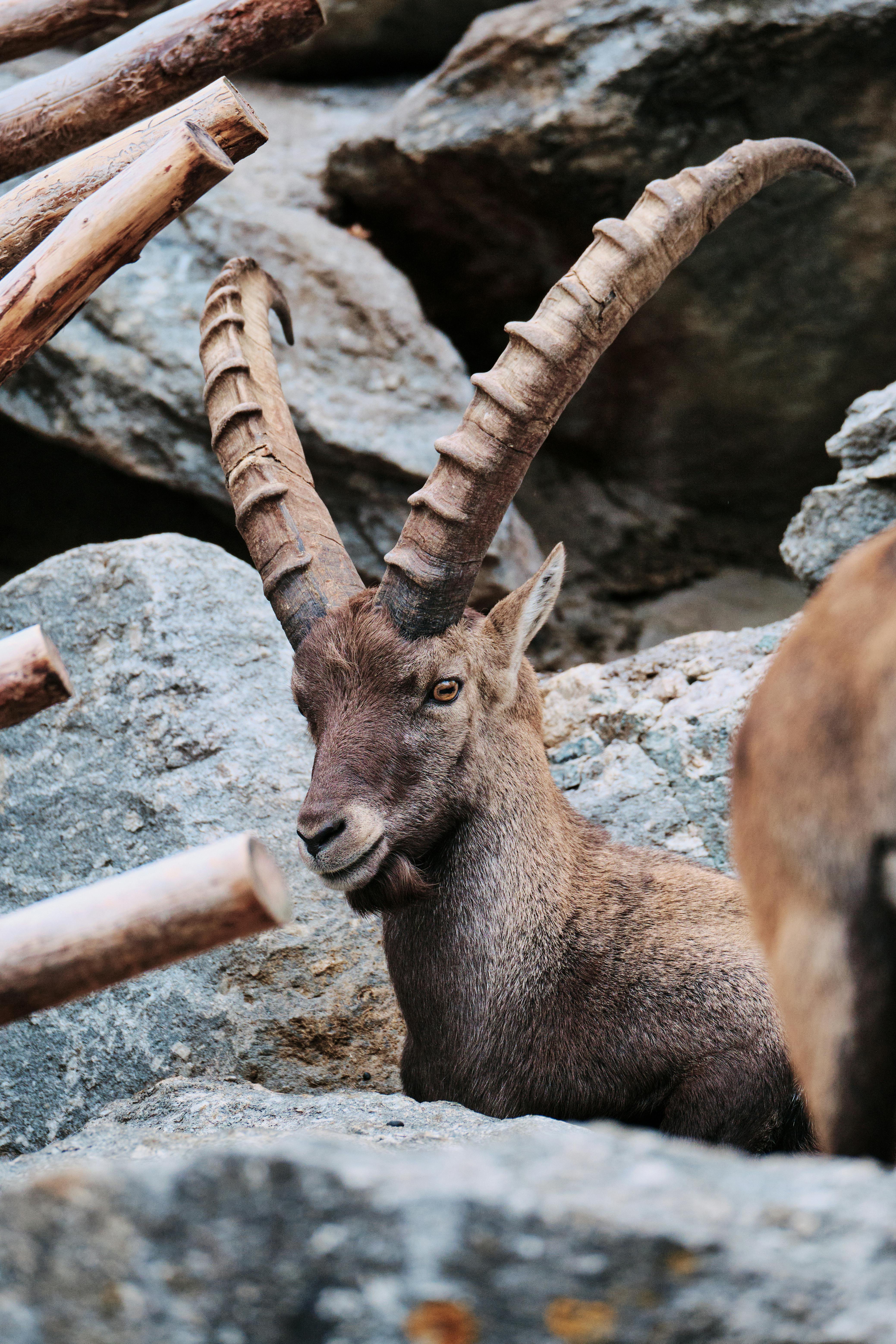 Majestic Alpine Ibex Resting on Rocky Terrain · Free Stock Photo