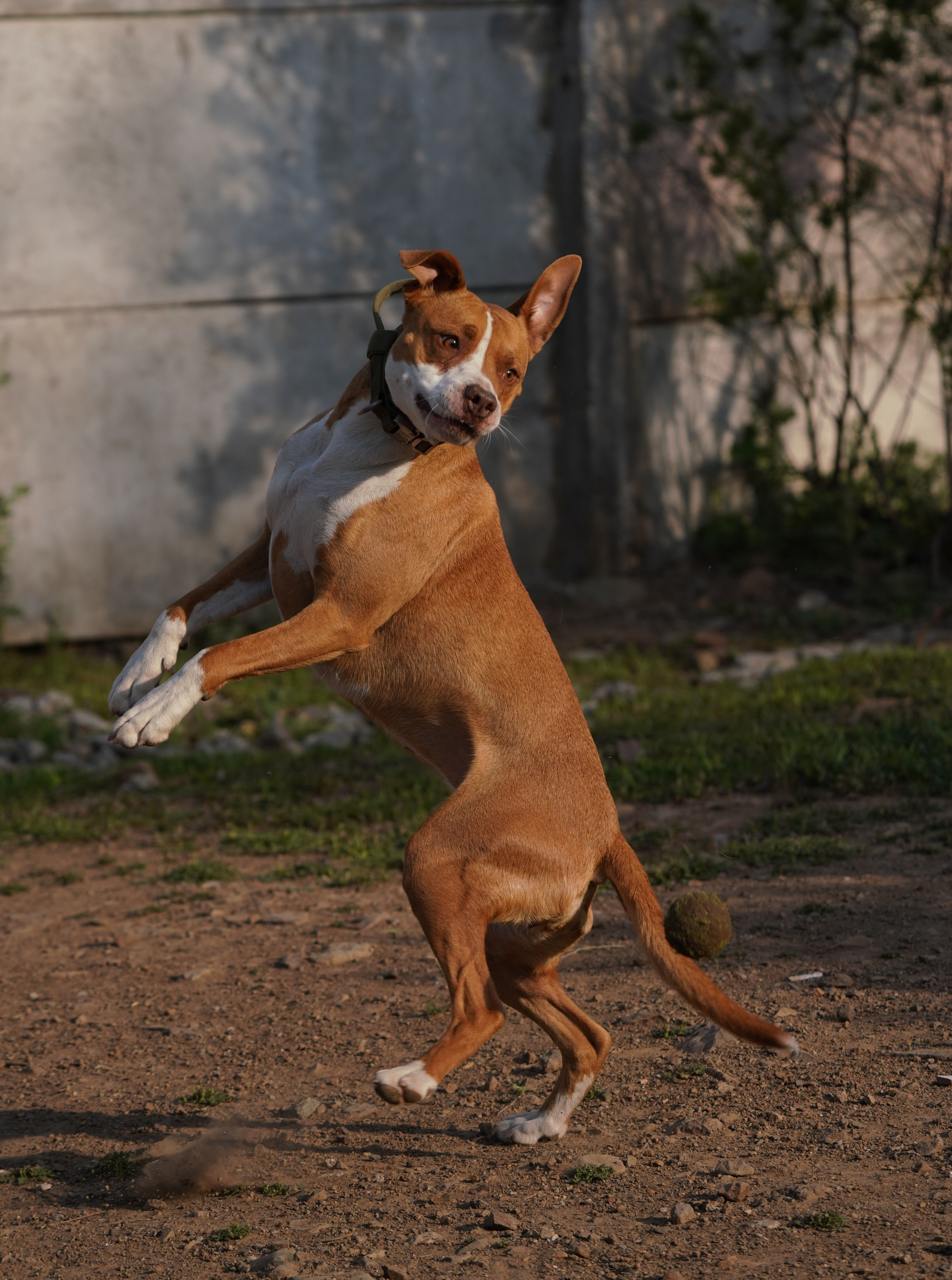 Dog Breed Recognition Photos, Download The BEST Free Dog Breed ...