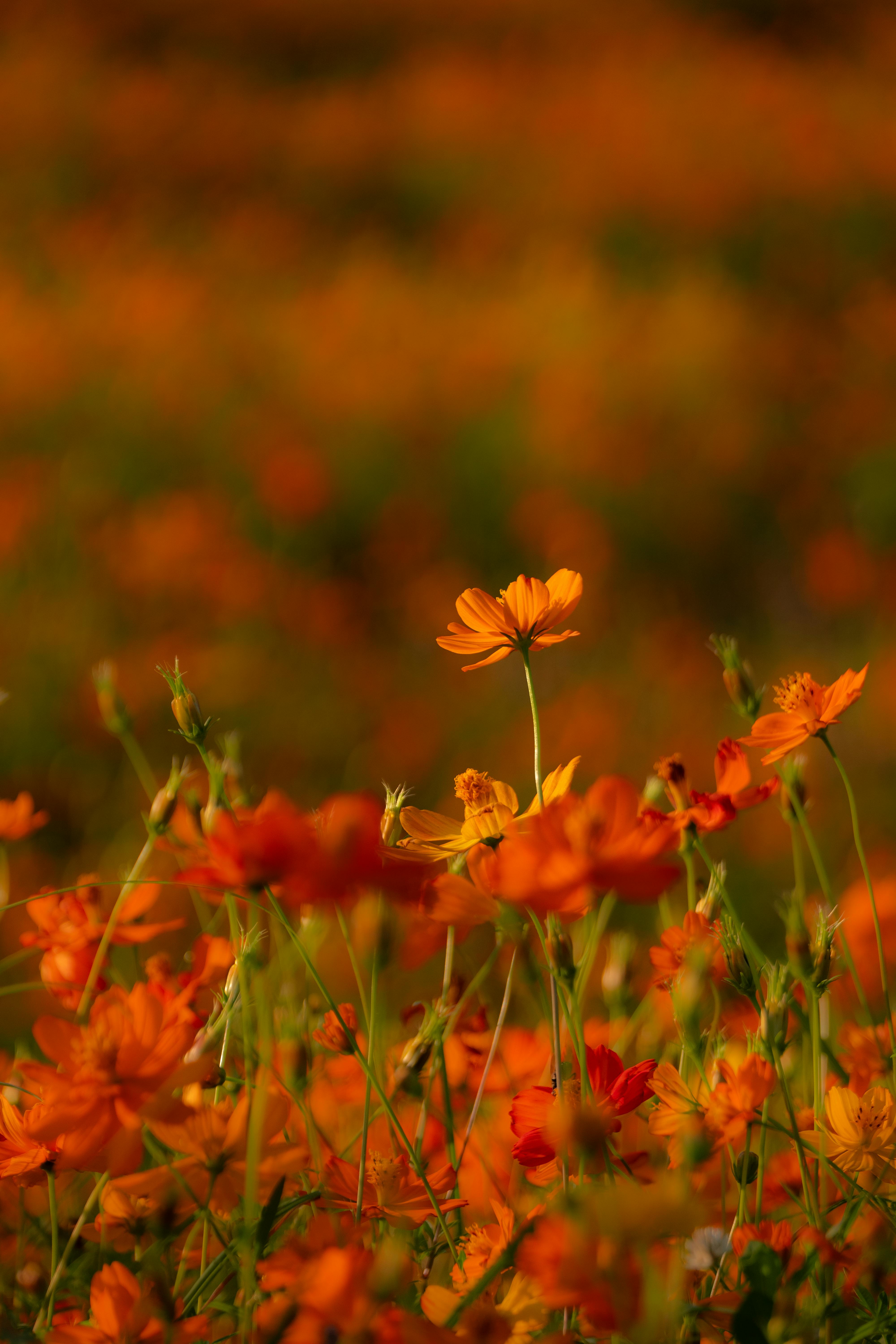 Vibrant Orange Flower Field in Bloom · Free Stock Photo
