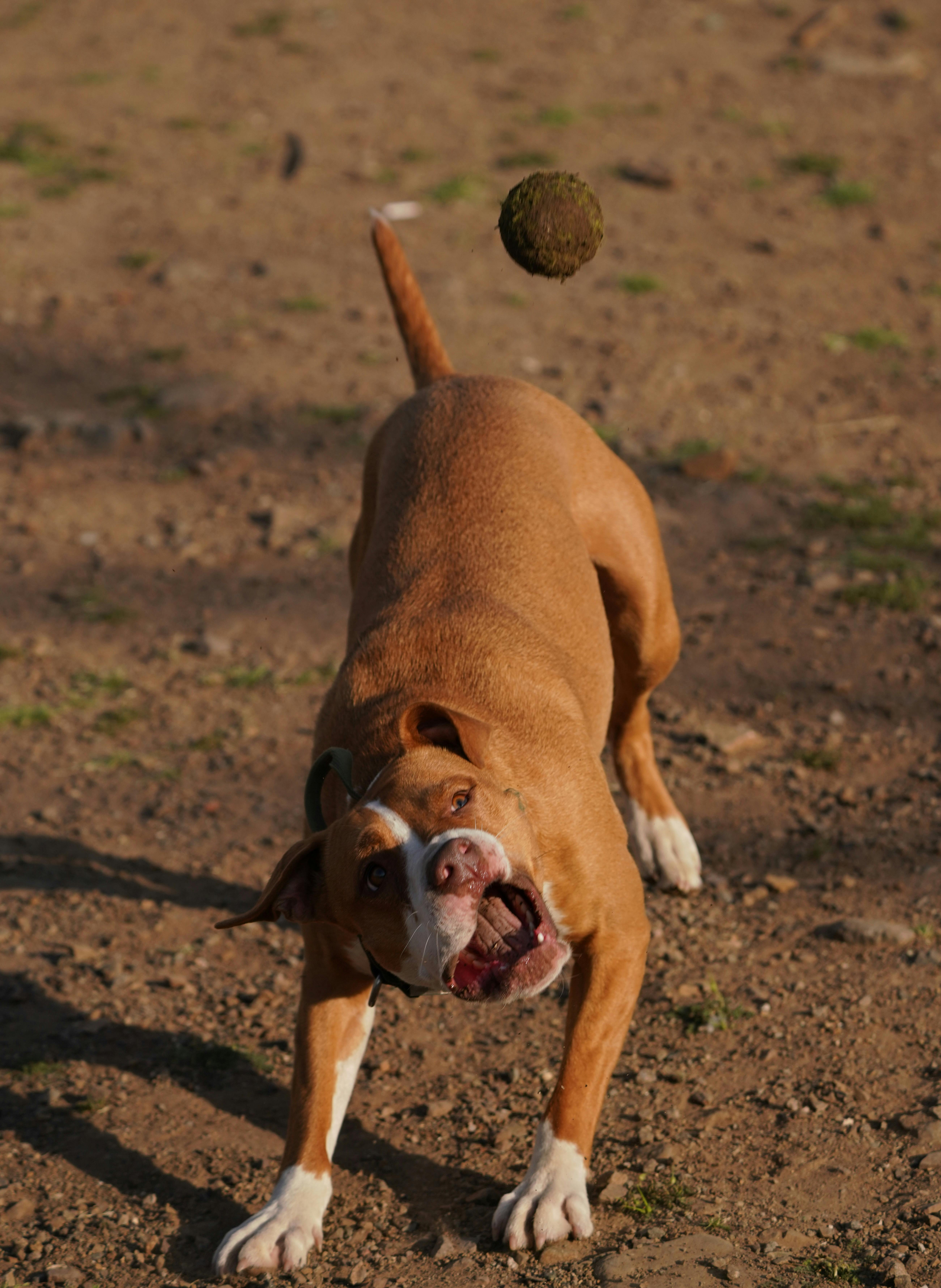 Playful Dog Catches Ball in Mid-Air Outdoors · Free Stock Photo