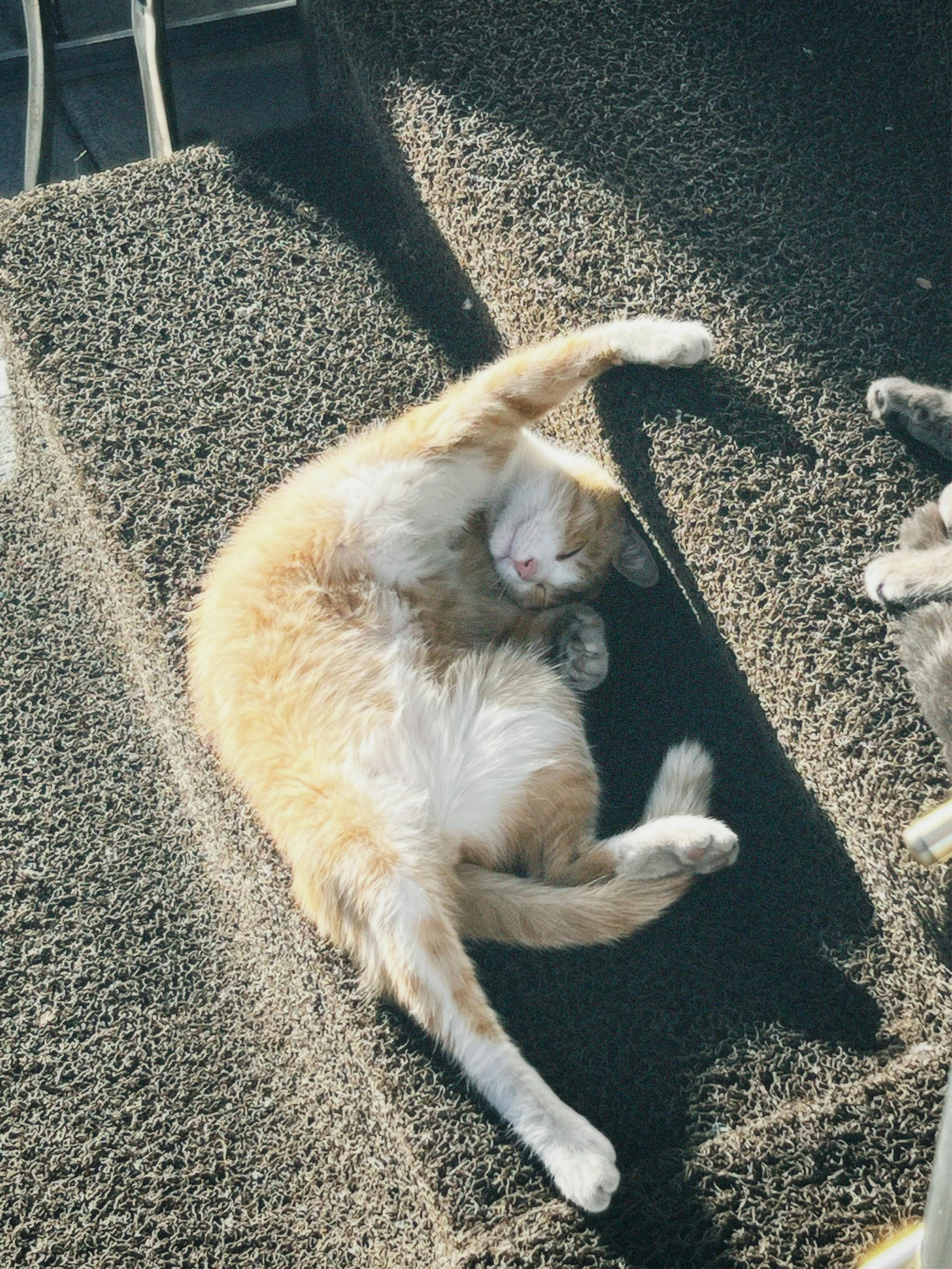 Relaxed Orange Tabby Cat Sunbathing on Steps · Free Stock Photo