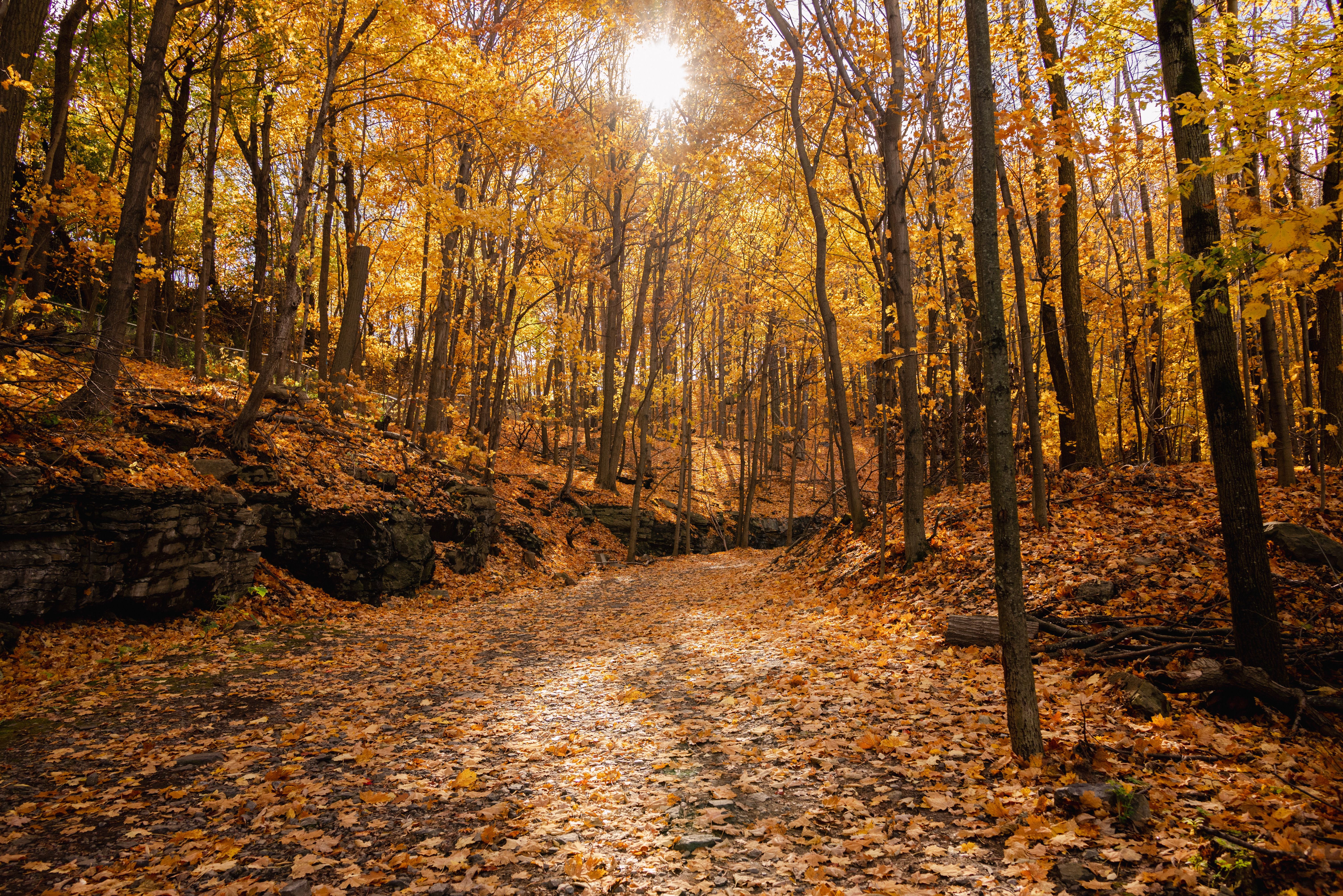 Autumn Forest Path in Montreal, Canada · Free Stock Photo