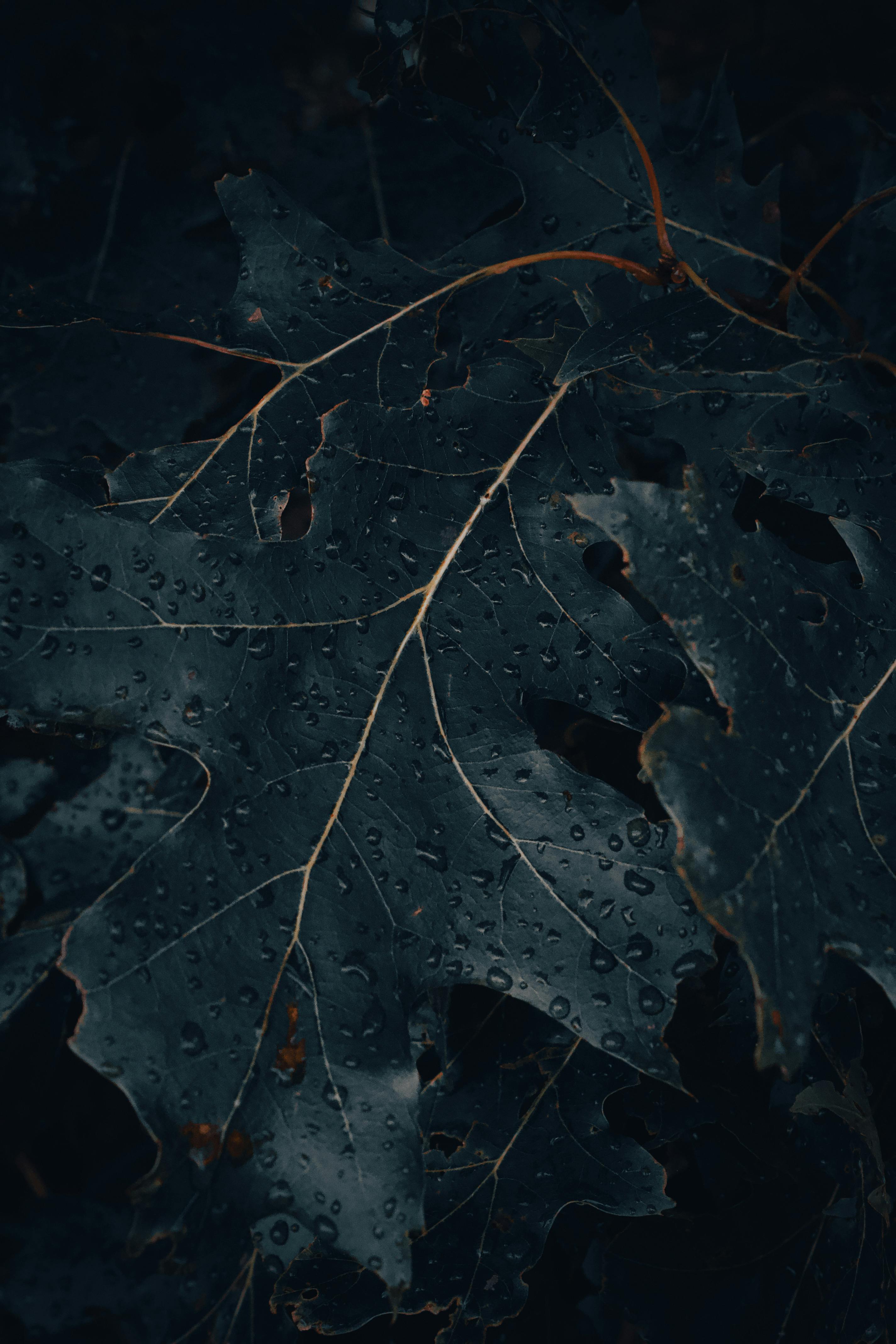 Dark Raindrop-Covered Leaves in Moody Nature · Free Stock Photo