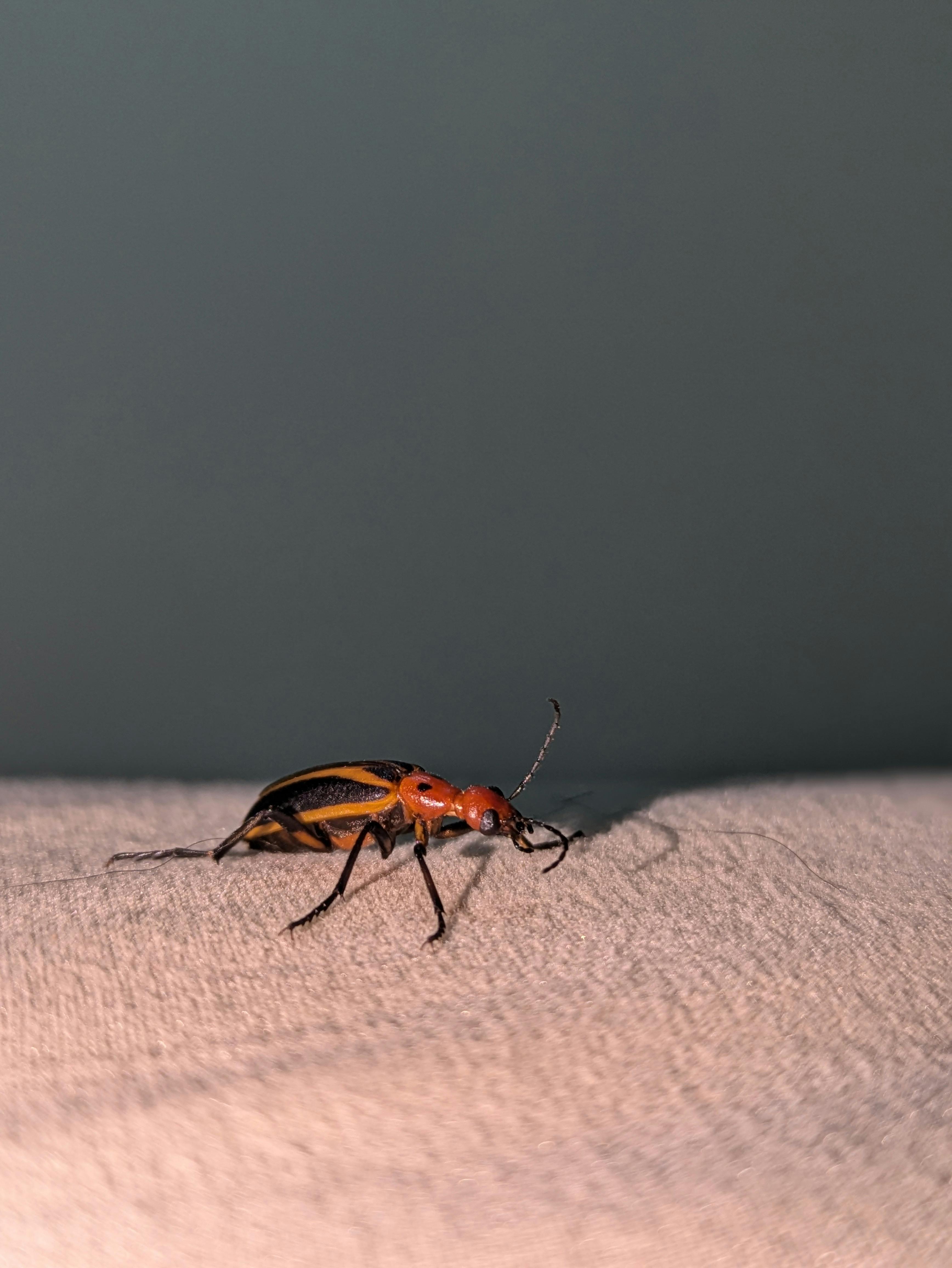 Close-up Photography of Jewel Beetle · Free Stock Photo